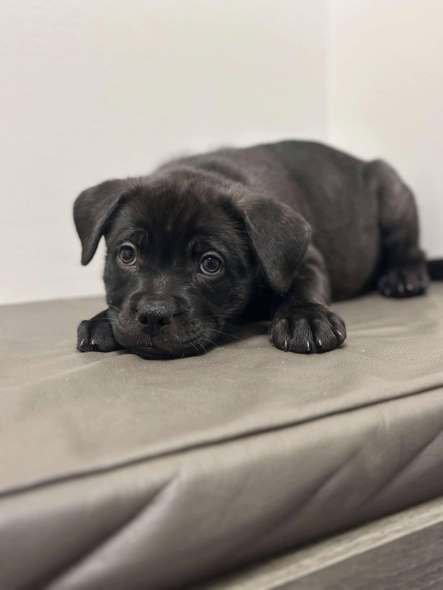 Dog for adoption - Pip, a Mixed Breed in Mississauga, ON | Petfinder