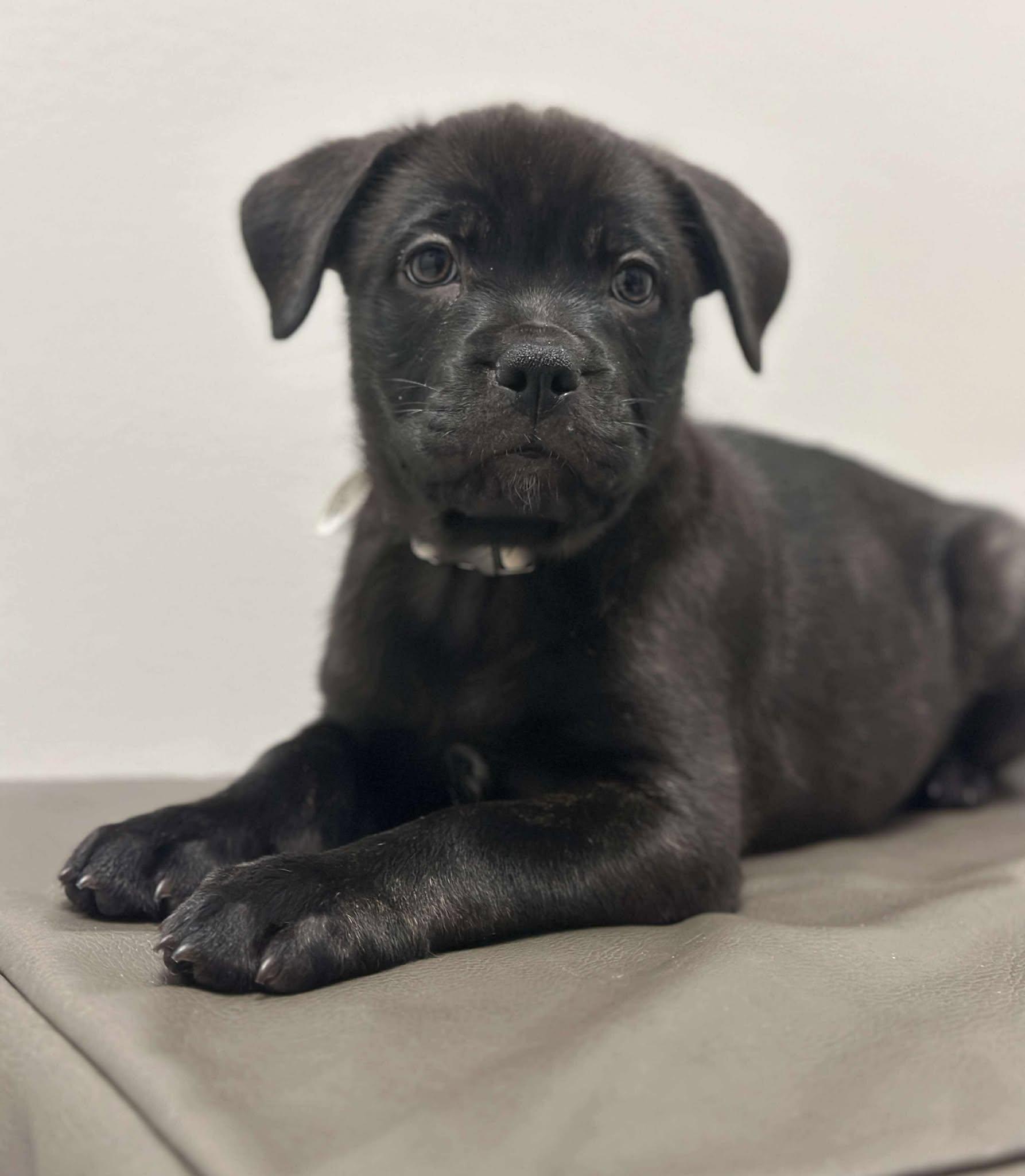 Dog for adoption - Pip, a Mixed Breed in Mississauga, ON | Petfinder