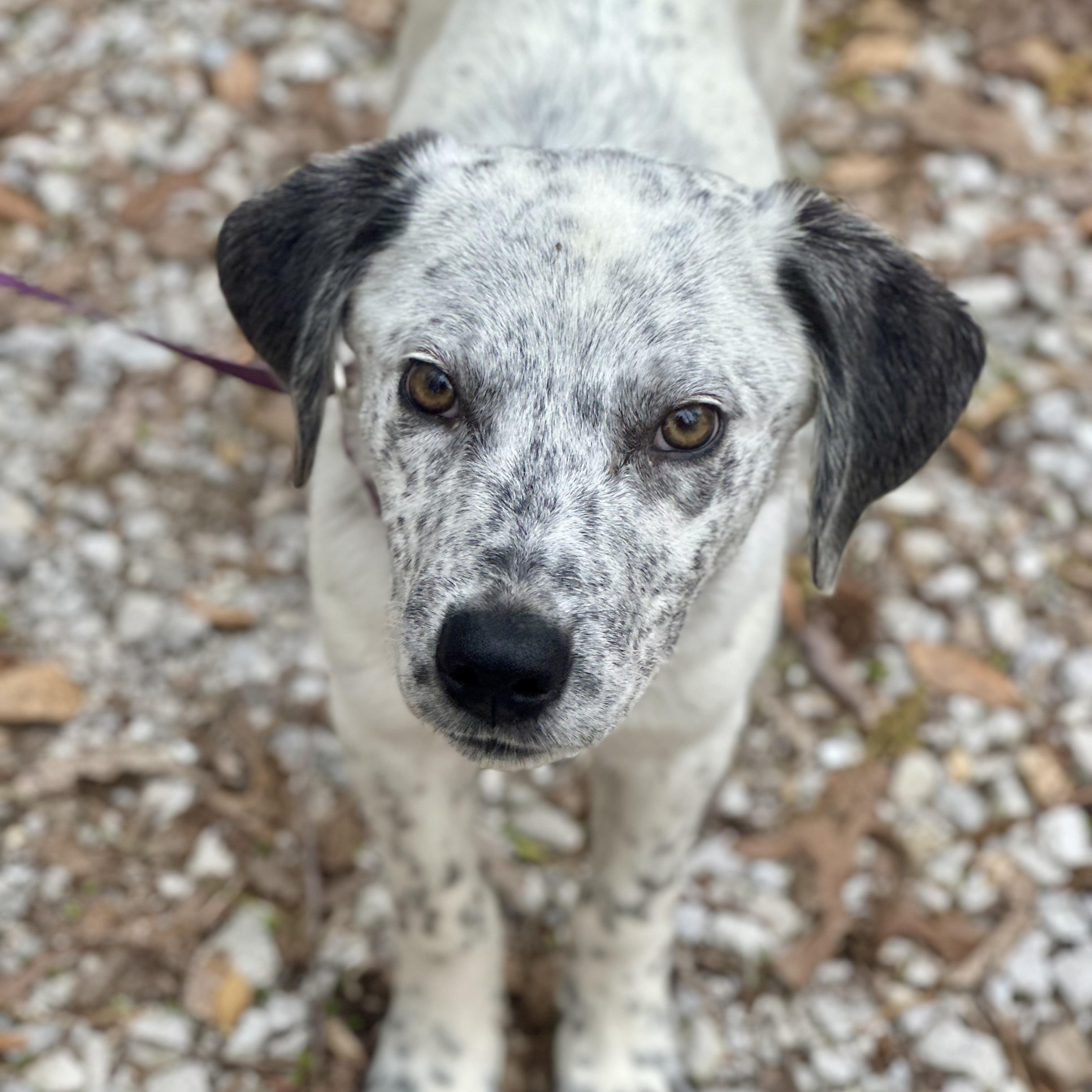 Dog for adoption - Pepper, an English Pointer & Dalmatian Mix in Lithia Springs, GA | Petfinder