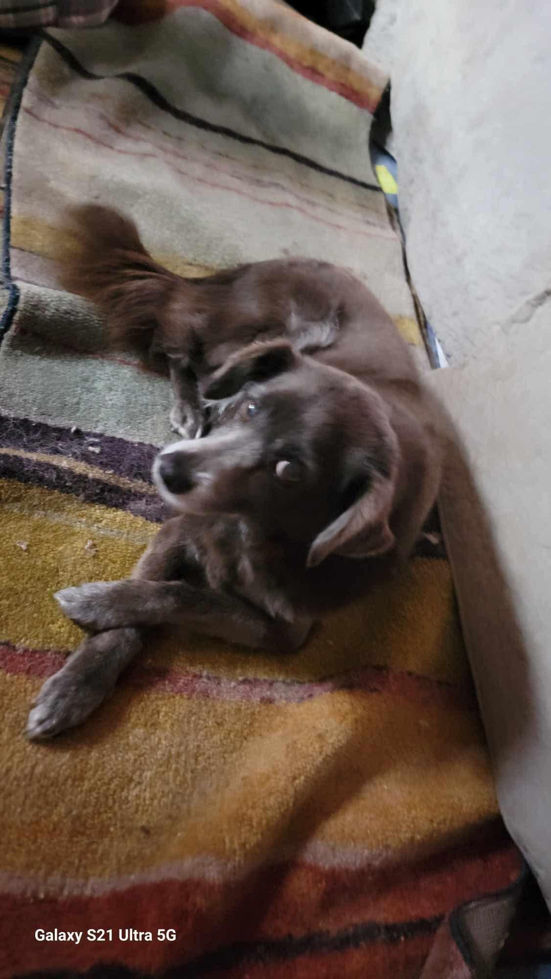 Dog for adoption - Zuky, a Mixed Breed in Puyallup, WA | Petfinder