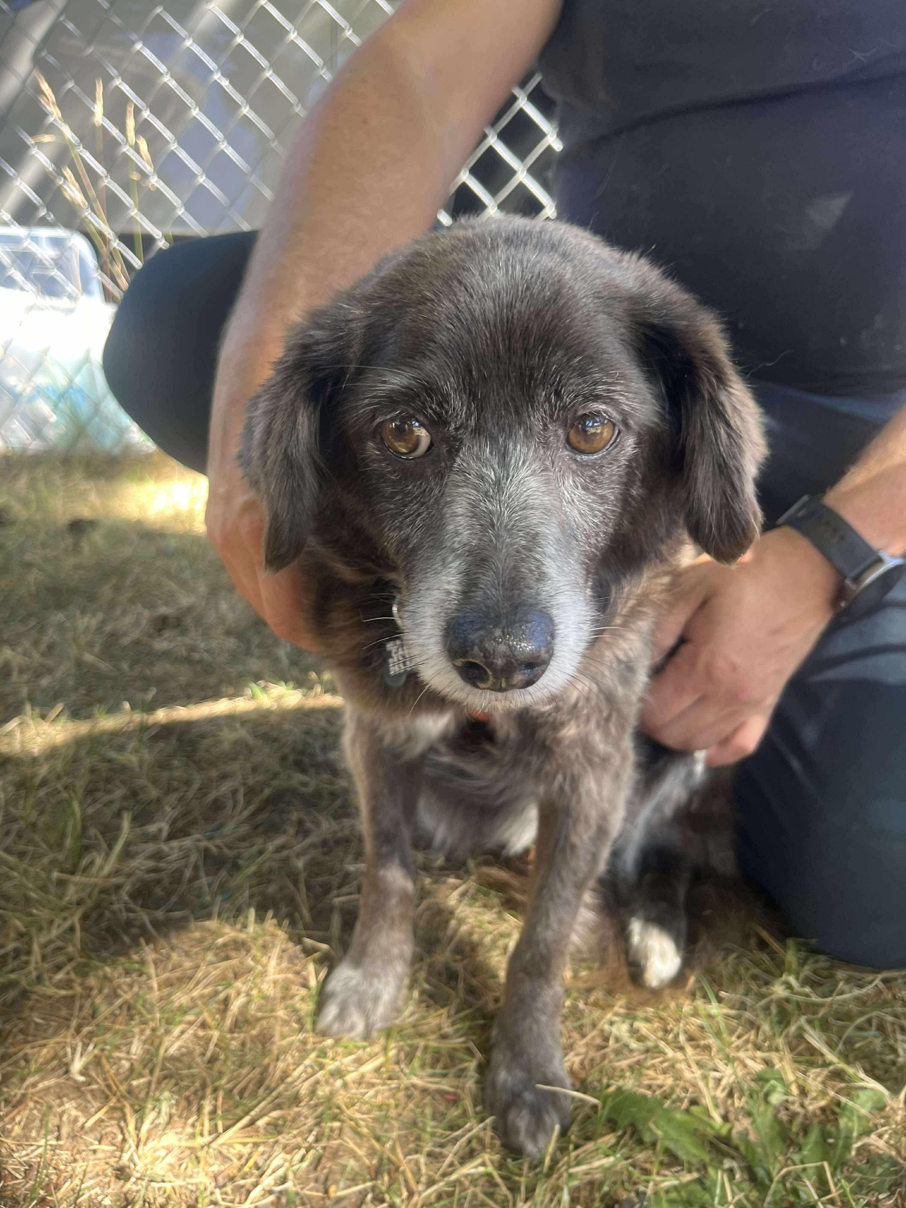 Dog for adoption - Zuky, a Mixed Breed in Puyallup, WA | Petfinder