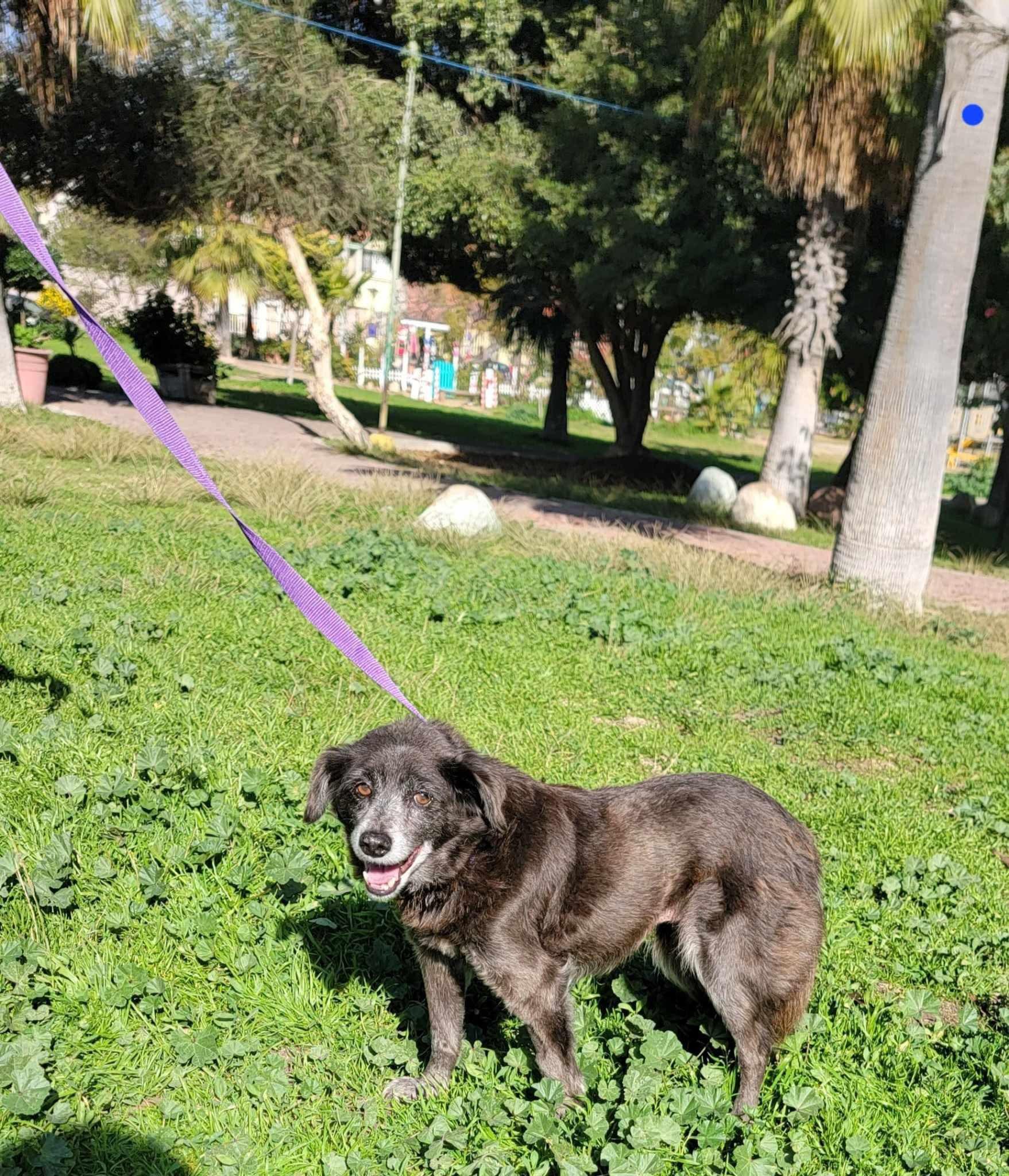 Dog for adoption - Zuky, a Mixed Breed in Puyallup, WA | Petfinder