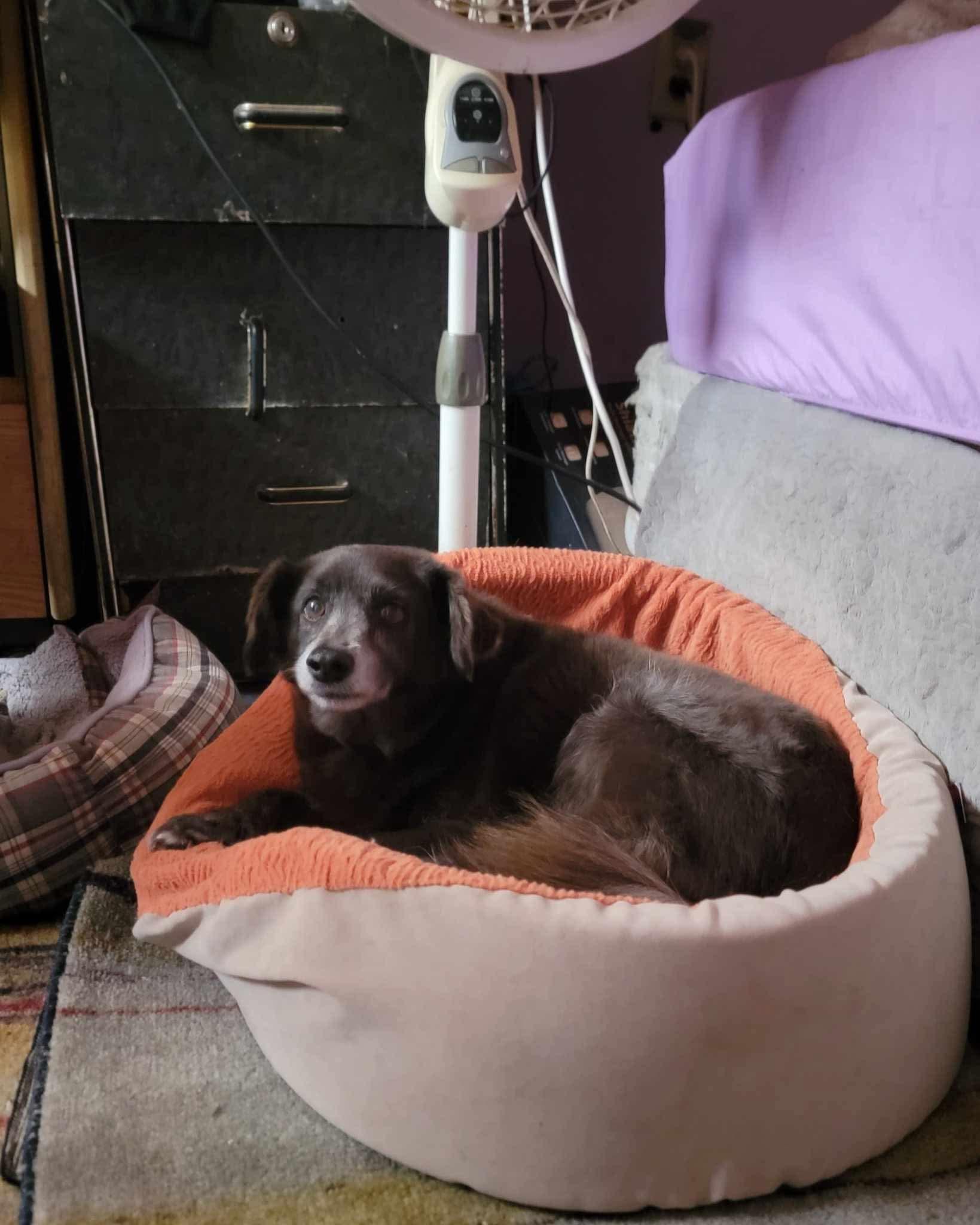 Dog for adoption - Zuky, a Mixed Breed in Puyallup, WA | Petfinder