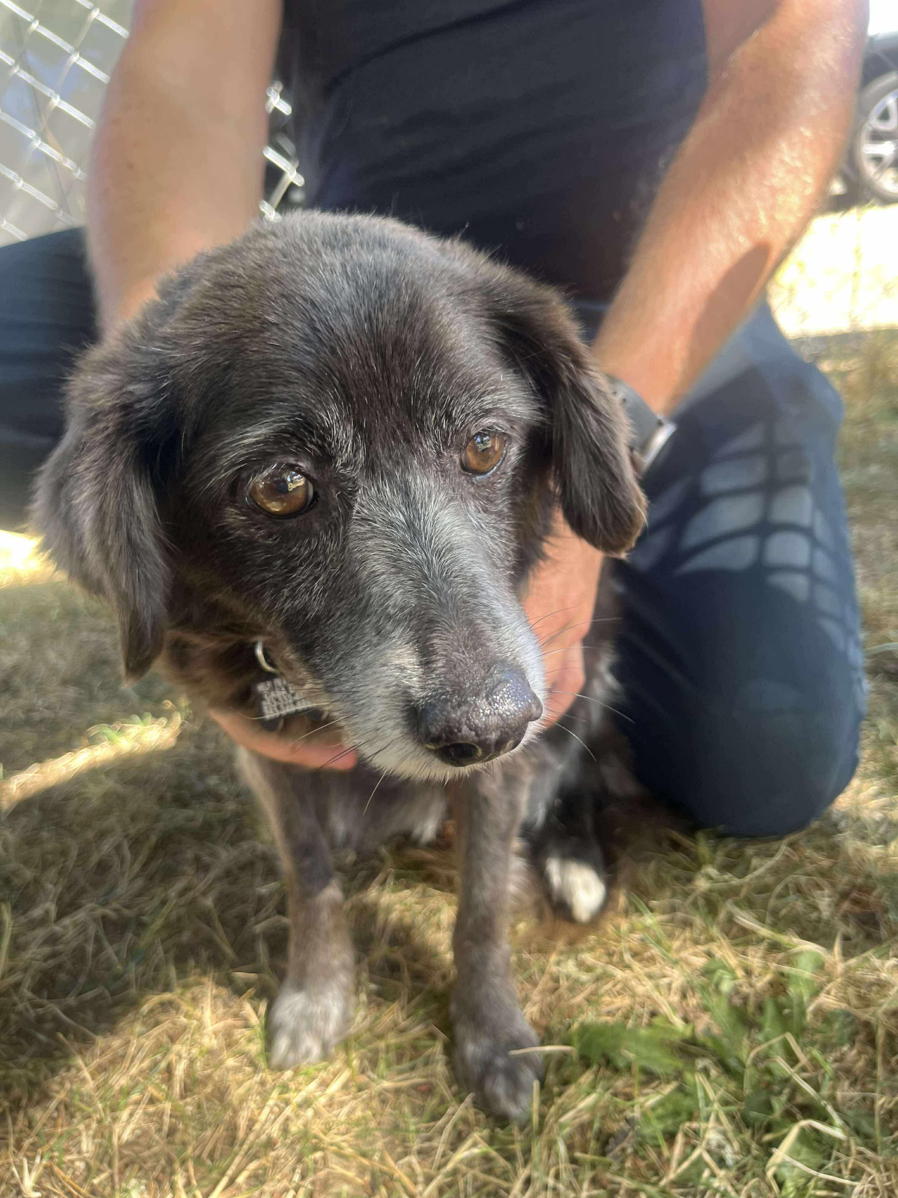 Dog for adoption - Zuky, a Mixed Breed in Puyallup, WA | Petfinder