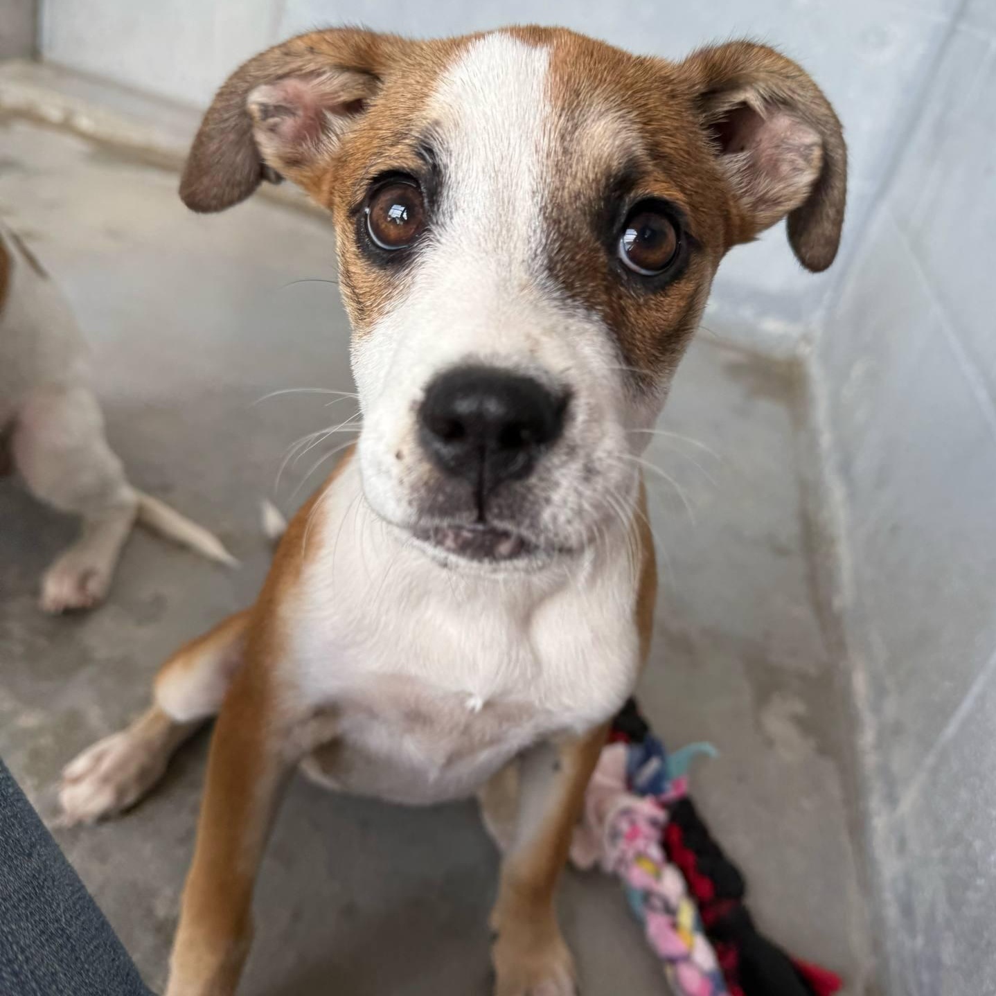 Dog for adoption - Maybelline, a Mixed Breed in Cranston, RI | Petfinder