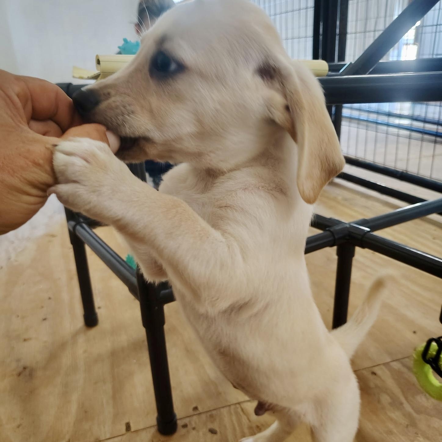 Dog for adoption - Loki, a Labrador Retriever Mix in Morrison, CO ...