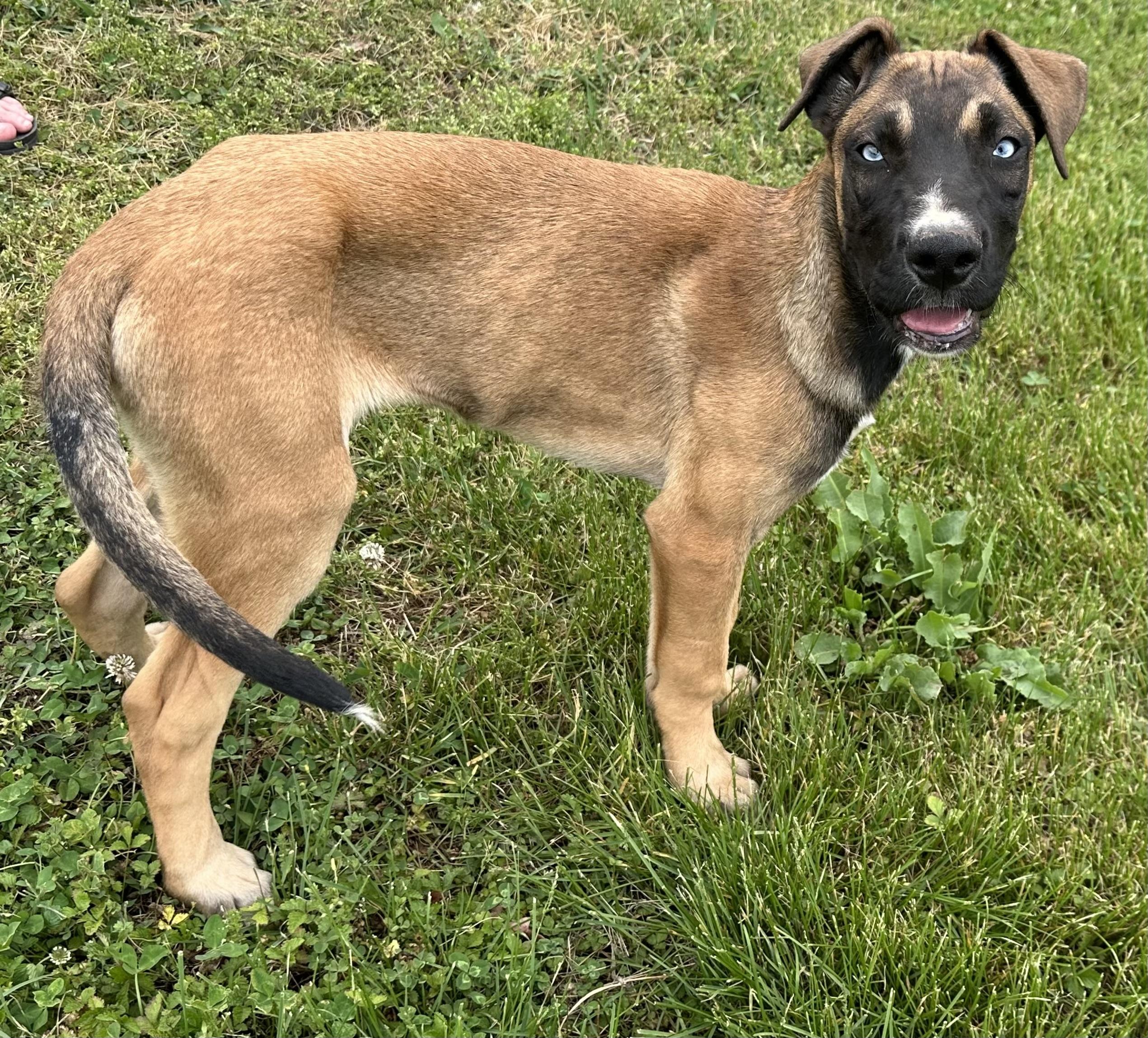 Dog for adoption - Dexter, a Great Dane Mix in Maiden, NC | Petfinder