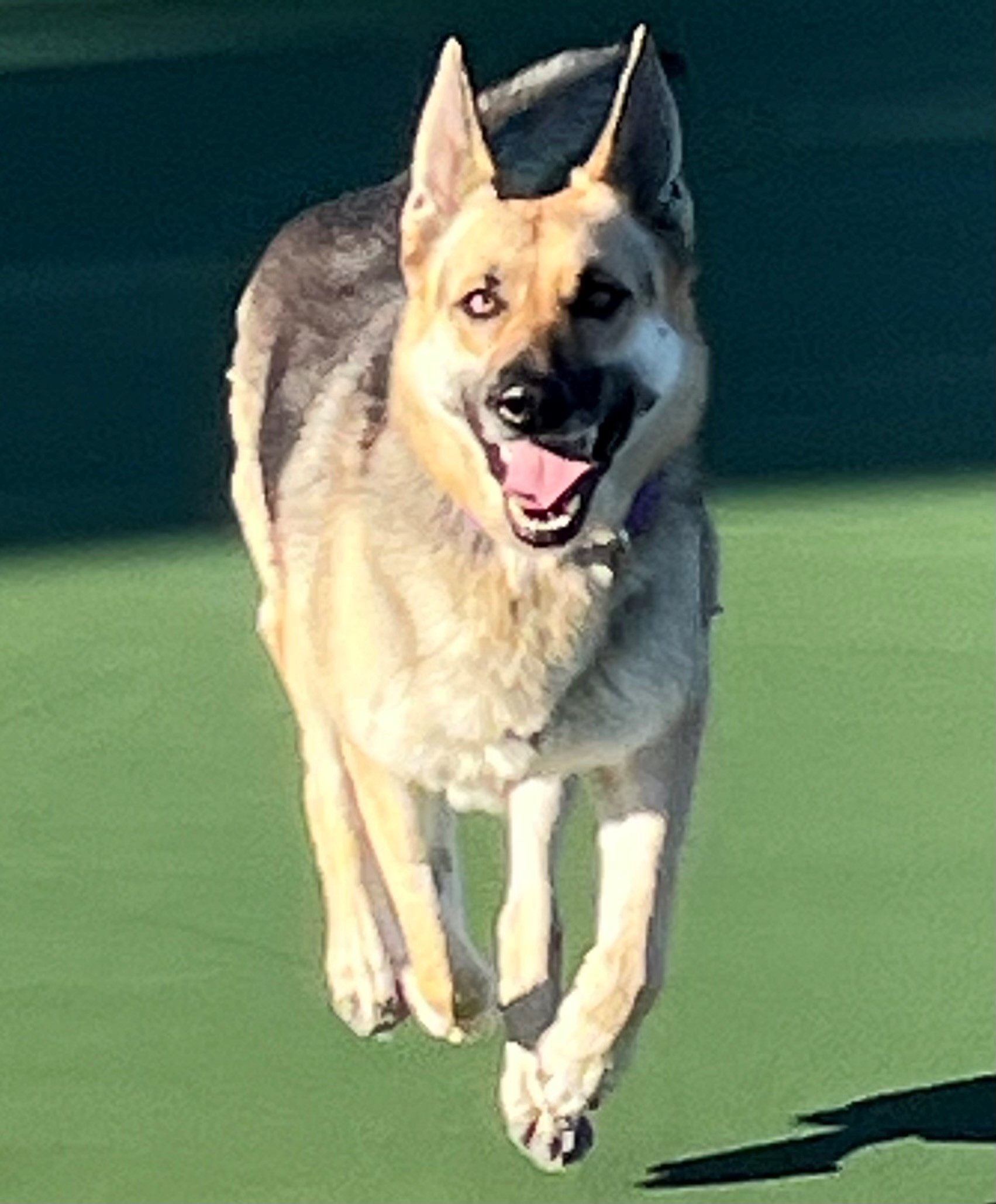 Dog for adoption - SHARIFAH, a German Shepherd Dog in Cleveland, OH ...