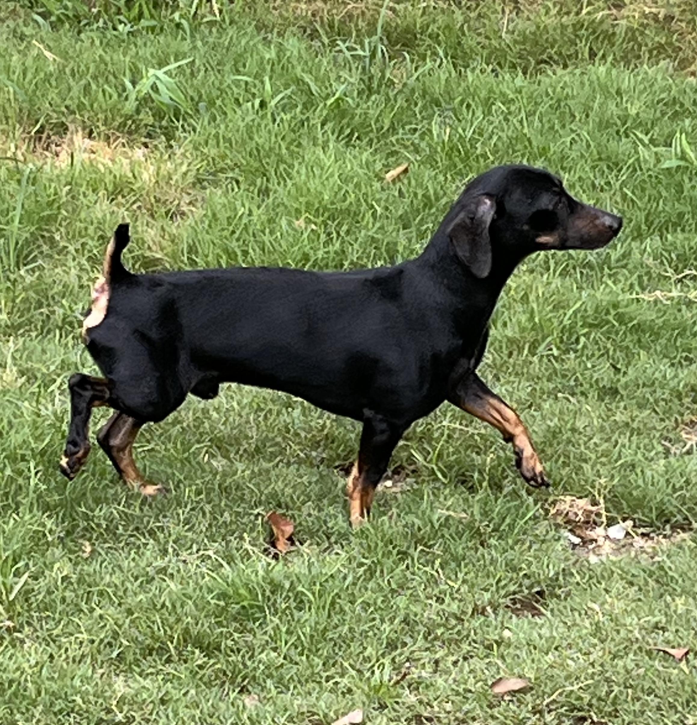 Dog for adoption - Peppi, a Dachshund & Miniature Pinscher Mix in ...