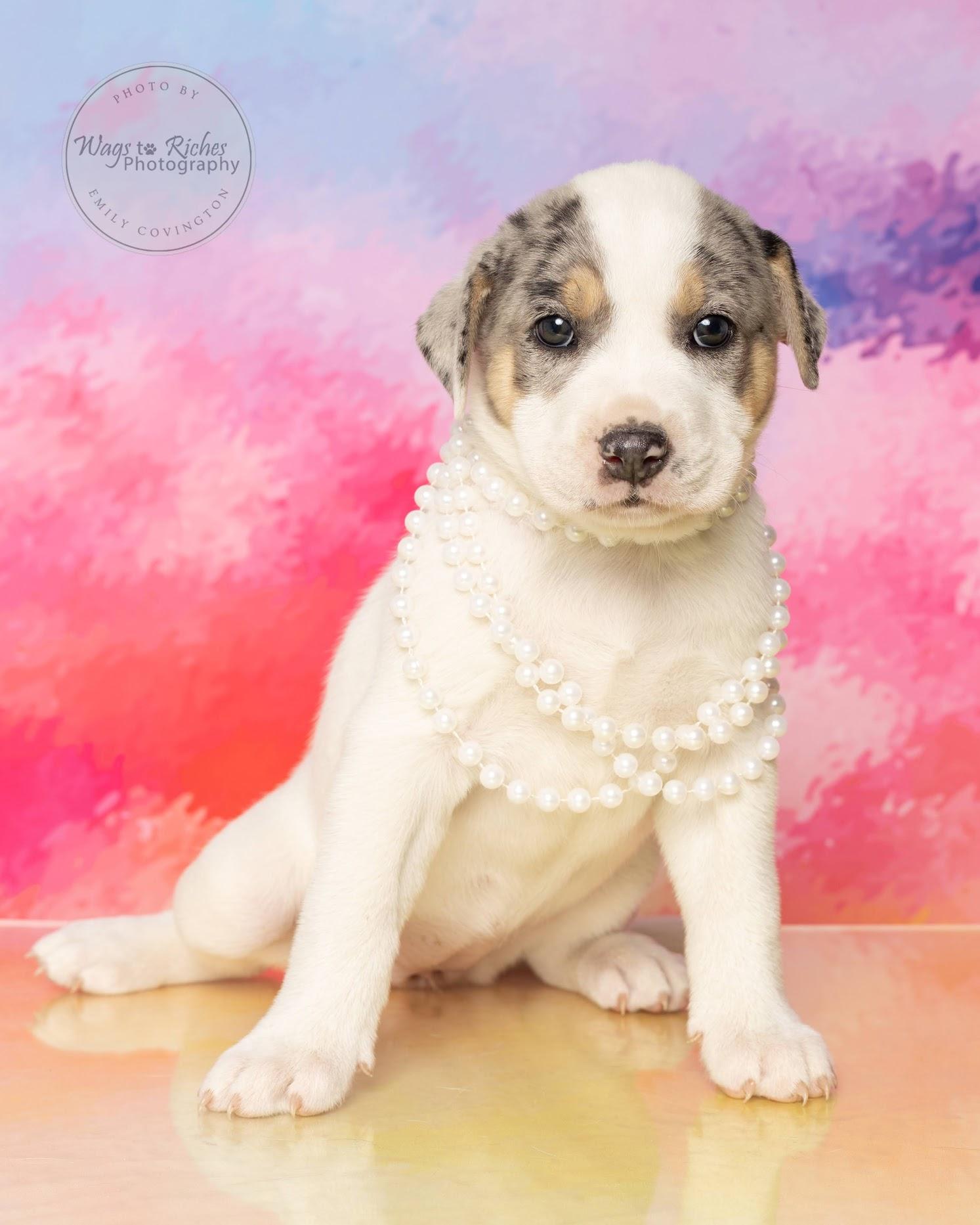 Dog for adoption - Ginny - Pending, an Australian Cattle Dog / Blue ...