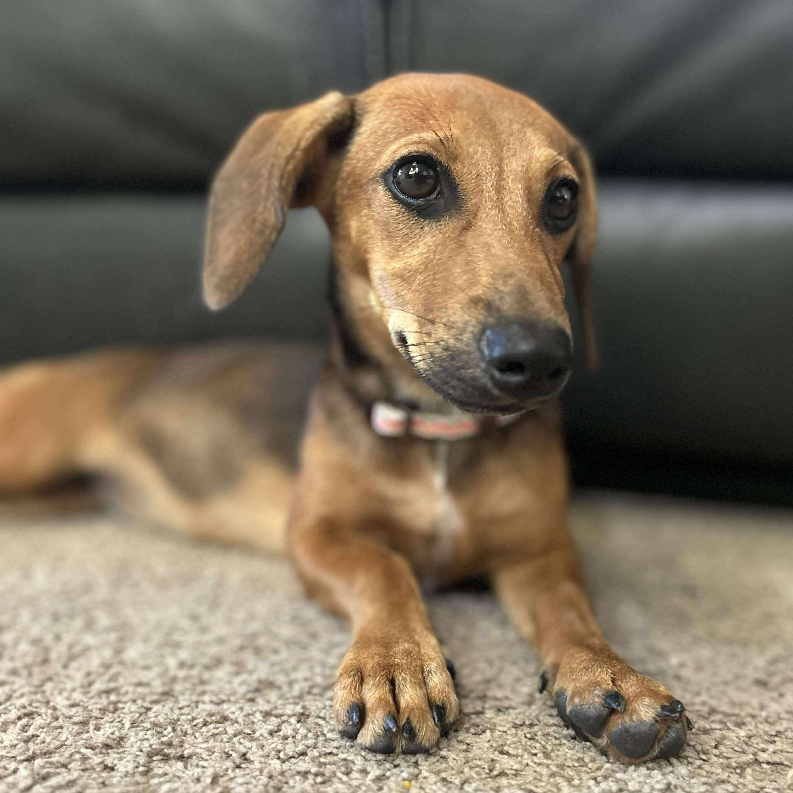 Dog for adoption - Catalina, a Dachshund Mix in Portland, OR | Petfinder