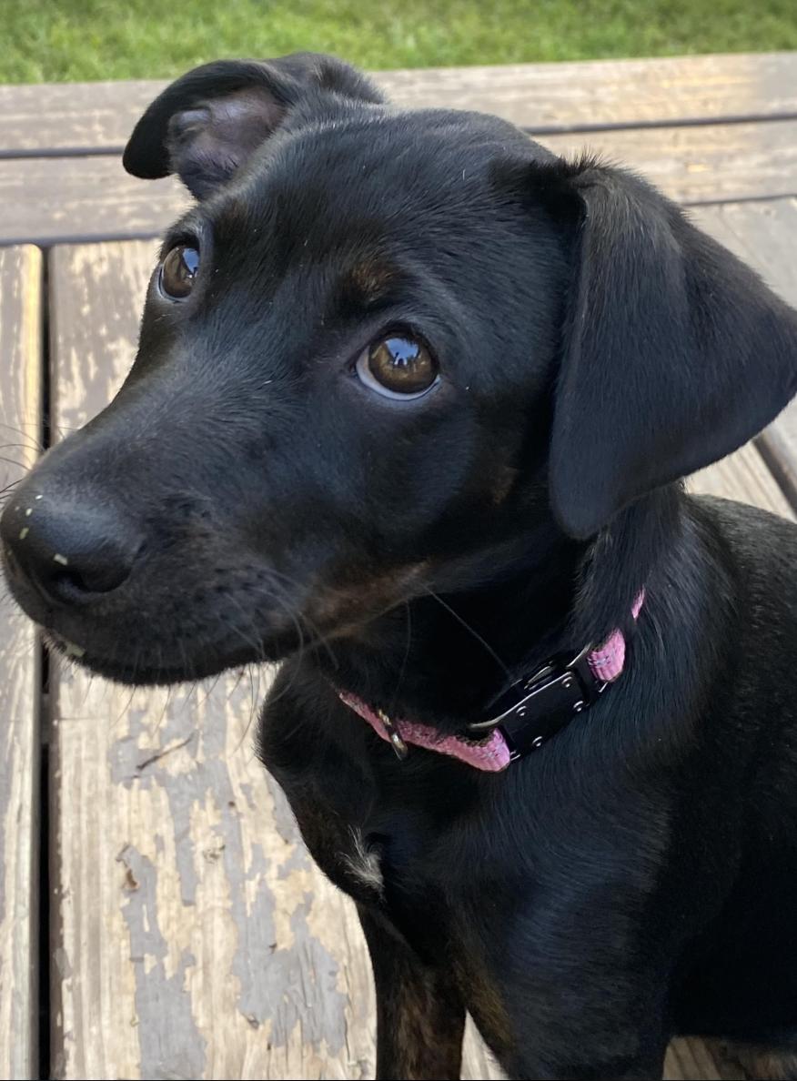 Dogs for Adoption MN | Adopt a Dog in Minnesota | Pet Haven