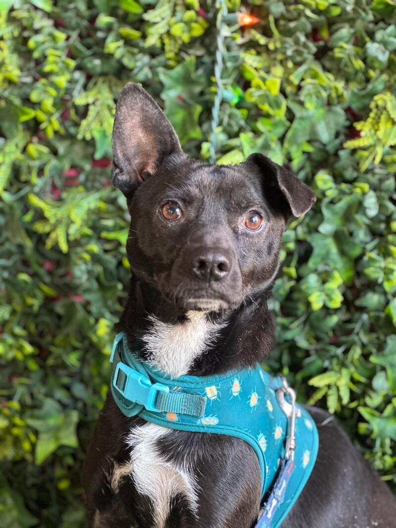 Dog for adoption - Pancake, a Chihuahua & Rat Terrier Mix in Sunnyvale ...