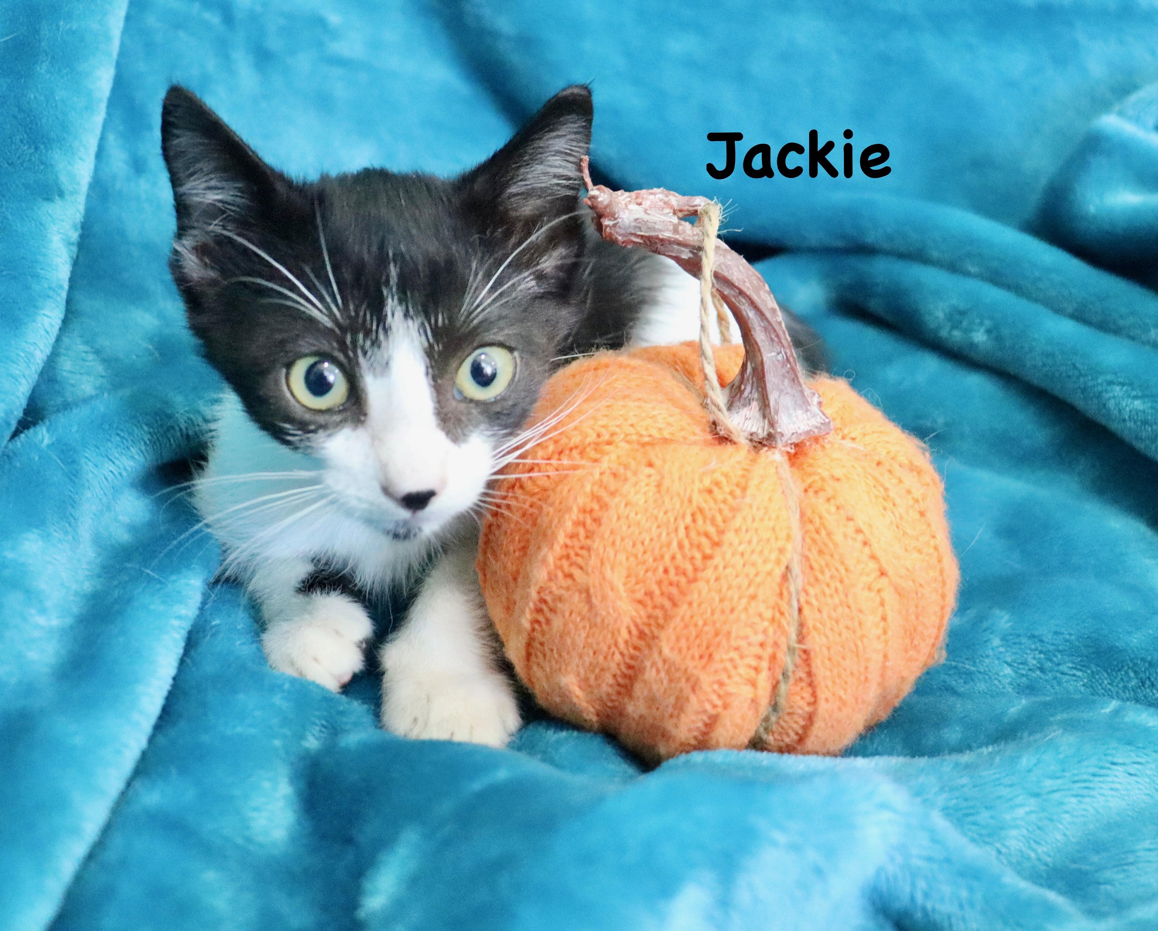 Cat for adoption - Jackie, a Tuxedo Mix in Saint Augustine, FL | Petfinder