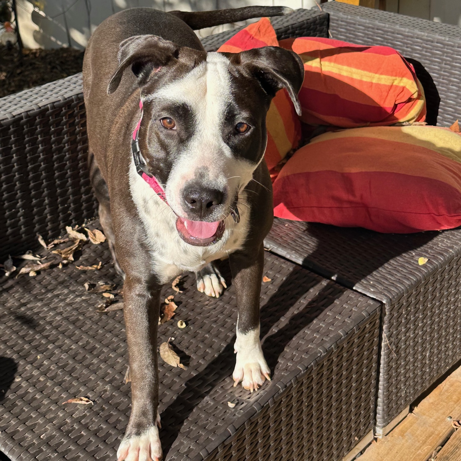 Dog for adoption - Stella, a Terrier Mix in Nashville, TN | Petfinder