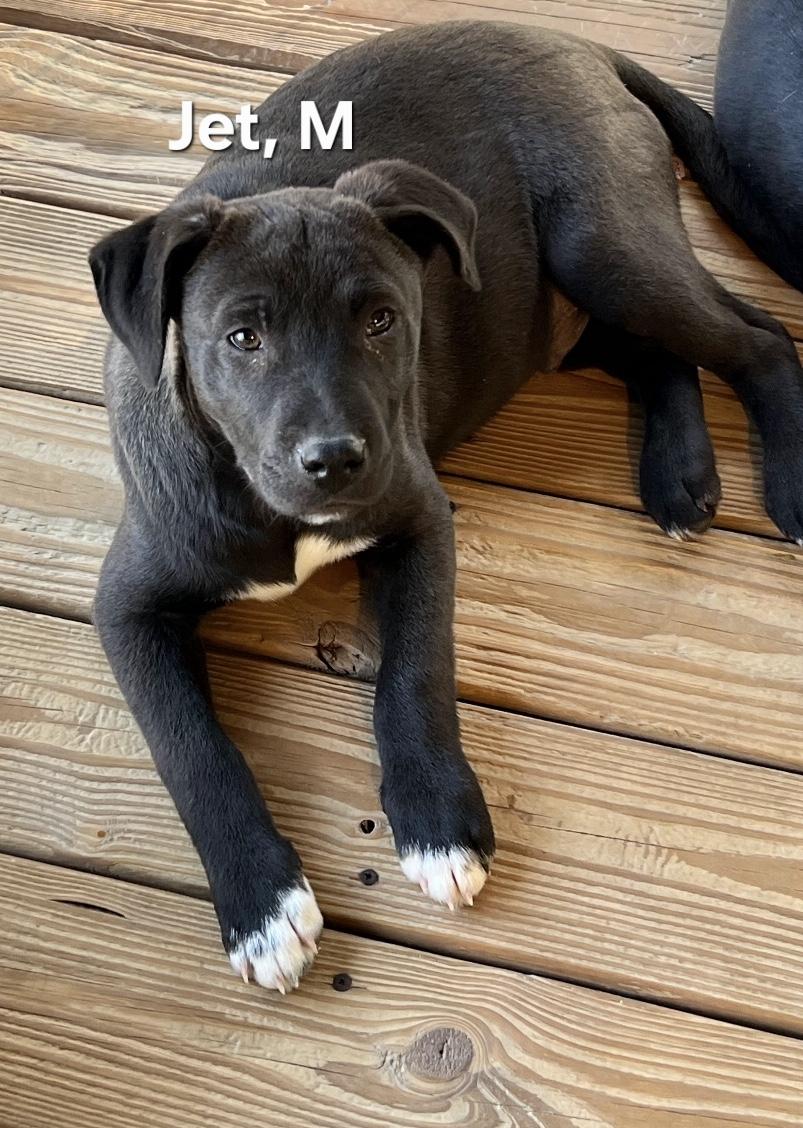 Dog for adoption - Jet, a Labrador Retriever Mix in Parma, OH | Petfinder