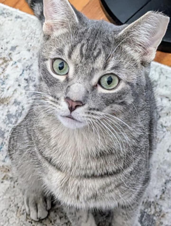 Cat for adoption - Shermy 1 yr and Schroeder 1 yr, a Tabby in London ...