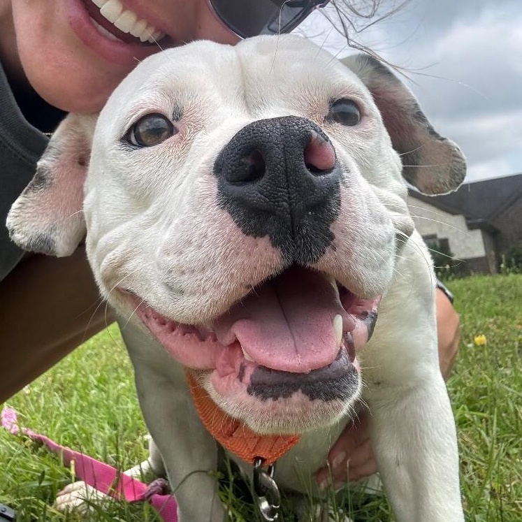 Dog for adoption - Noa Grace the ittie bittie pittie, a Pit Bull ...