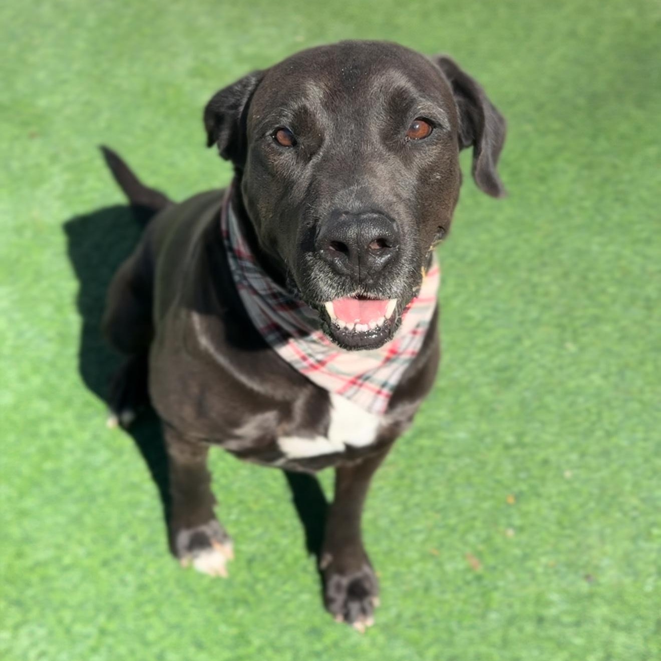 Dog for adoption - Rex, a Black Labrador Retriever Mix in Austin, TX ...