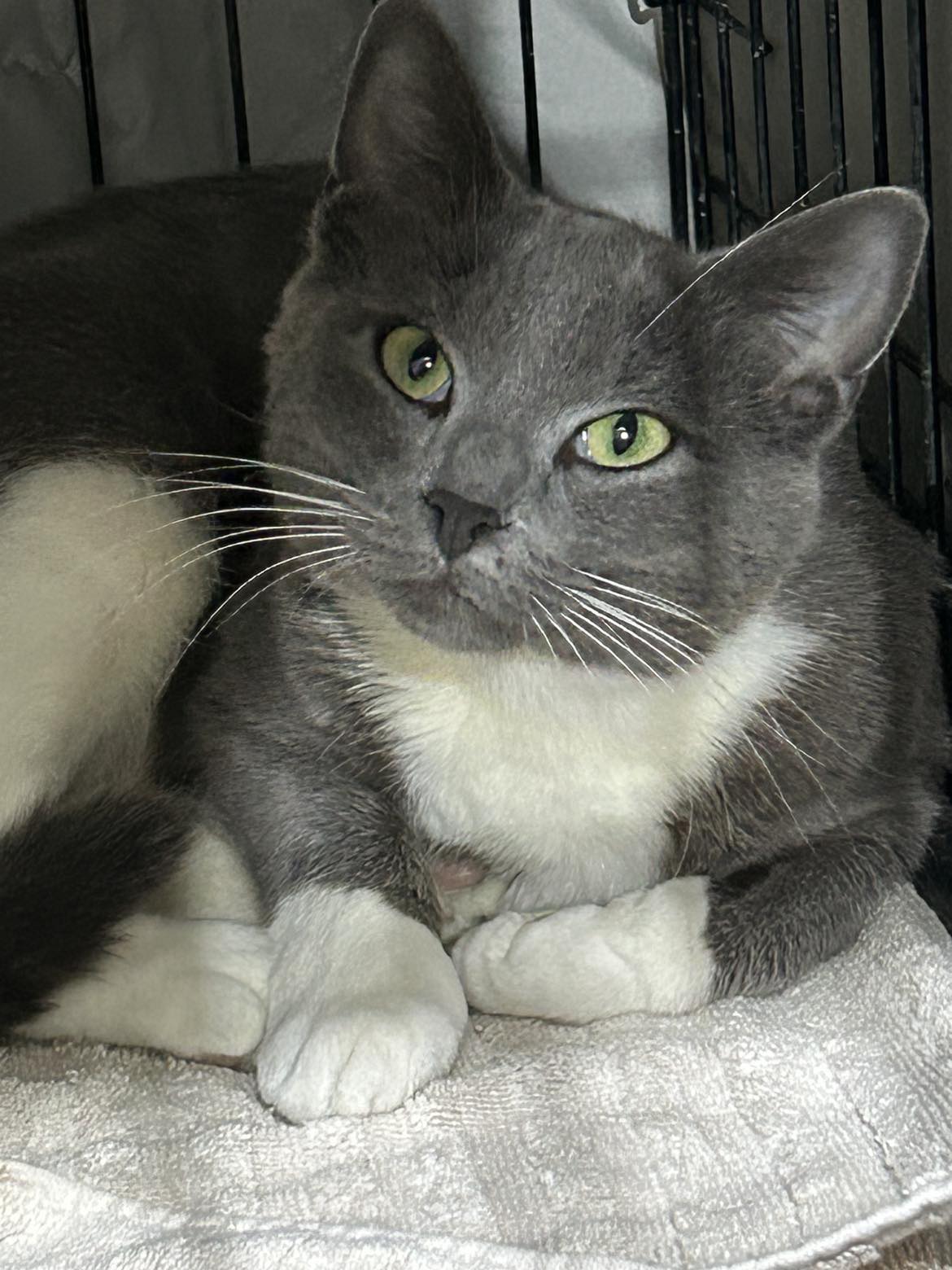 Our Cats – Westfield Homeless Cat Project