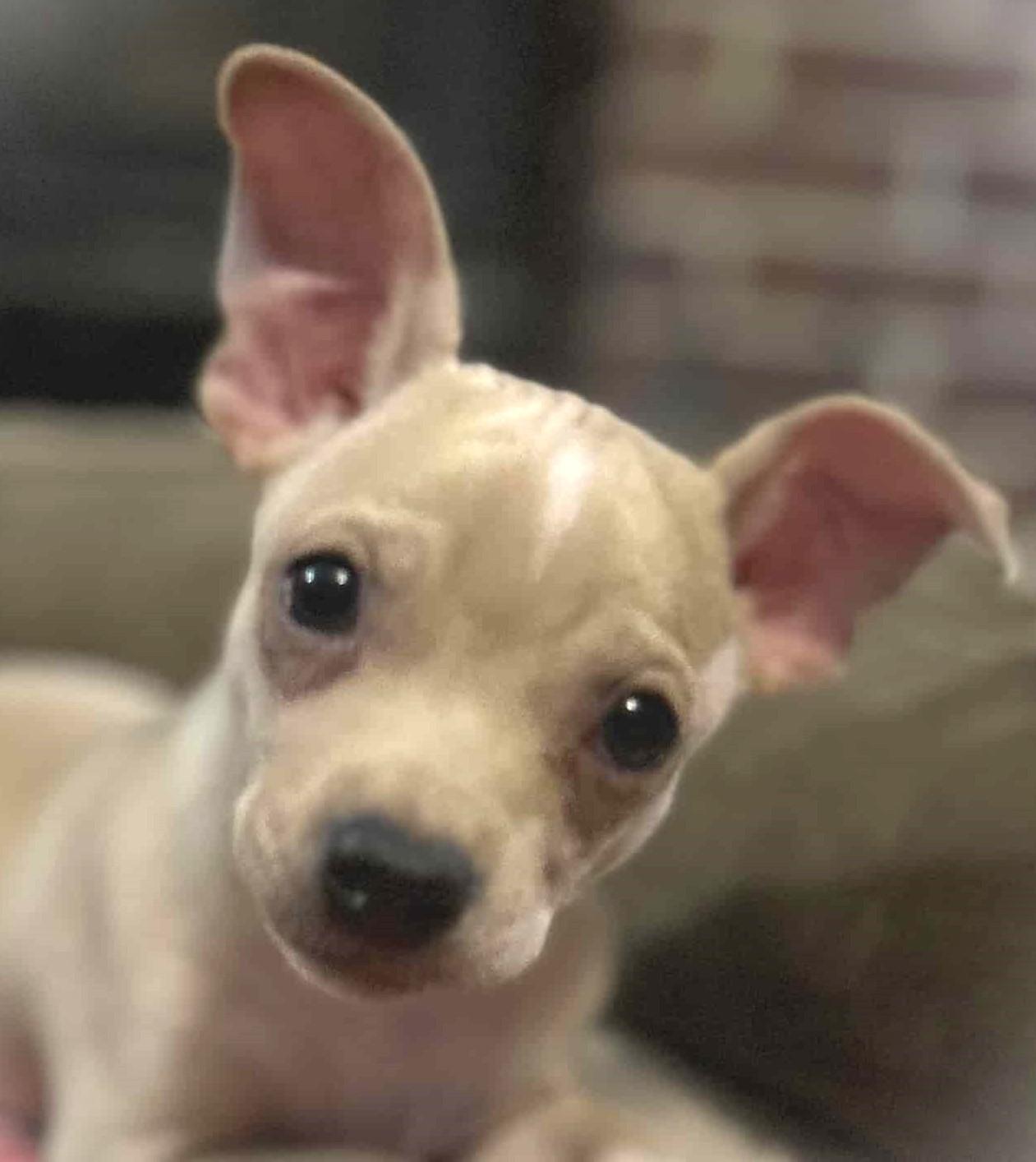 Dog for adoption - Silas, a Chihuahua in Brattleboro, VT | Petfinder