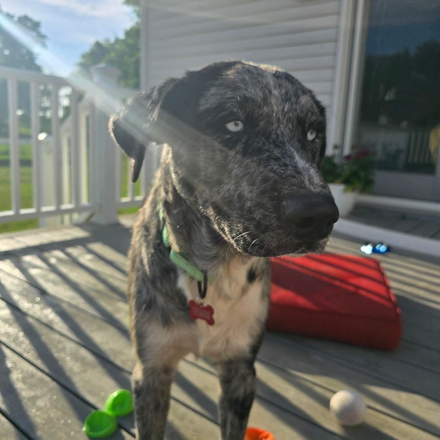 Bruiser - Adoptable Pet | Petfinder | Petfinder