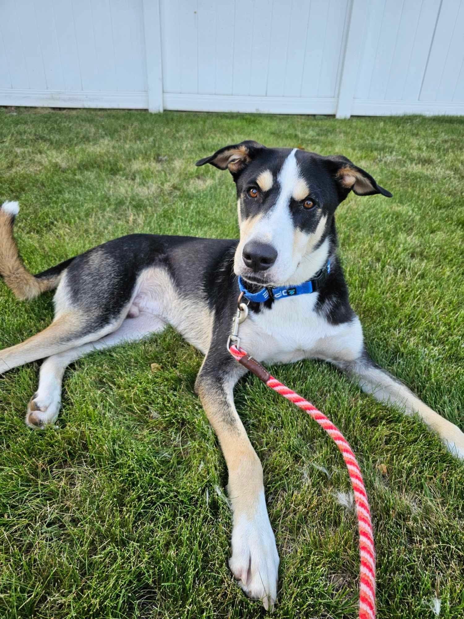 Dog for adoption - Kristoff, a Shepherd Mix in Snohomish , WA | Petfinder