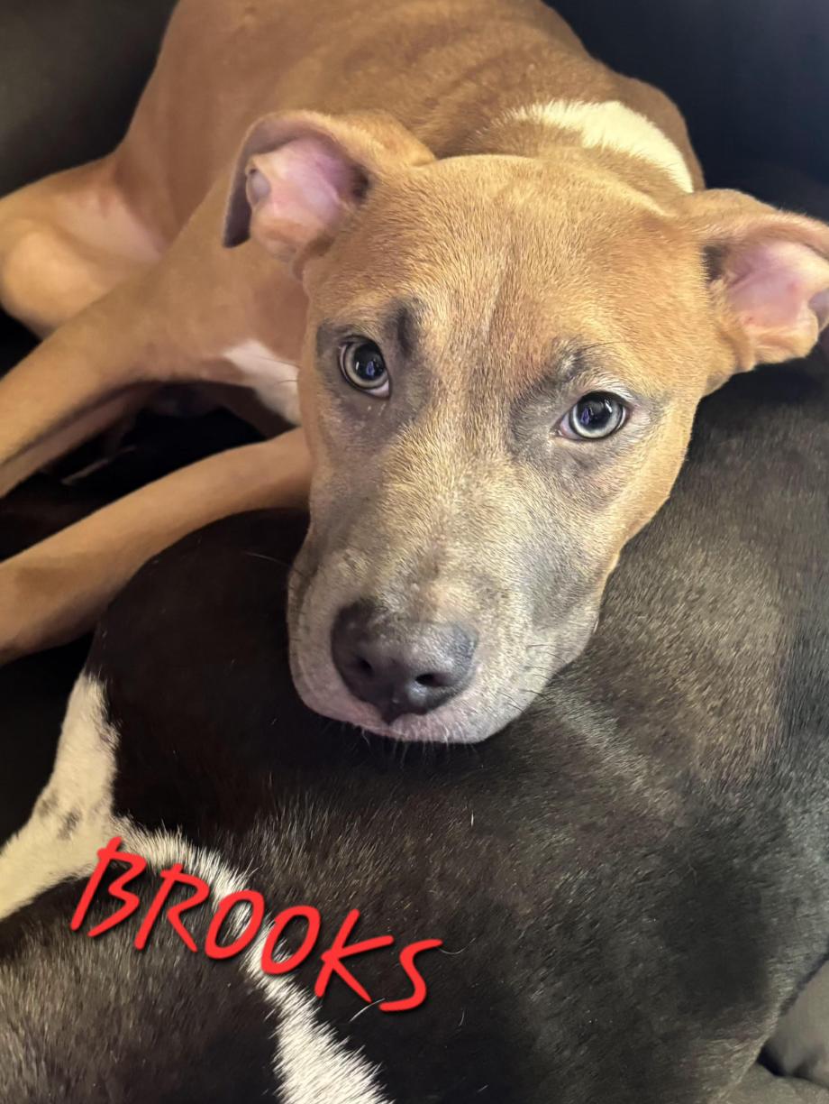 Dog for adoption - Brooks, a Labrador Retriever Mix in Woburn, MA ...