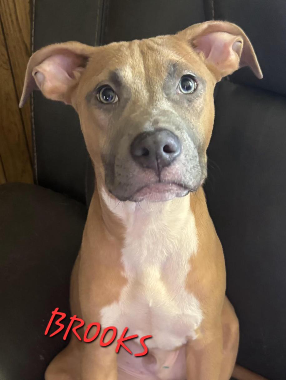 Dog for adoption - Brooks, a Labrador Retriever Mix in Woburn, MA ...