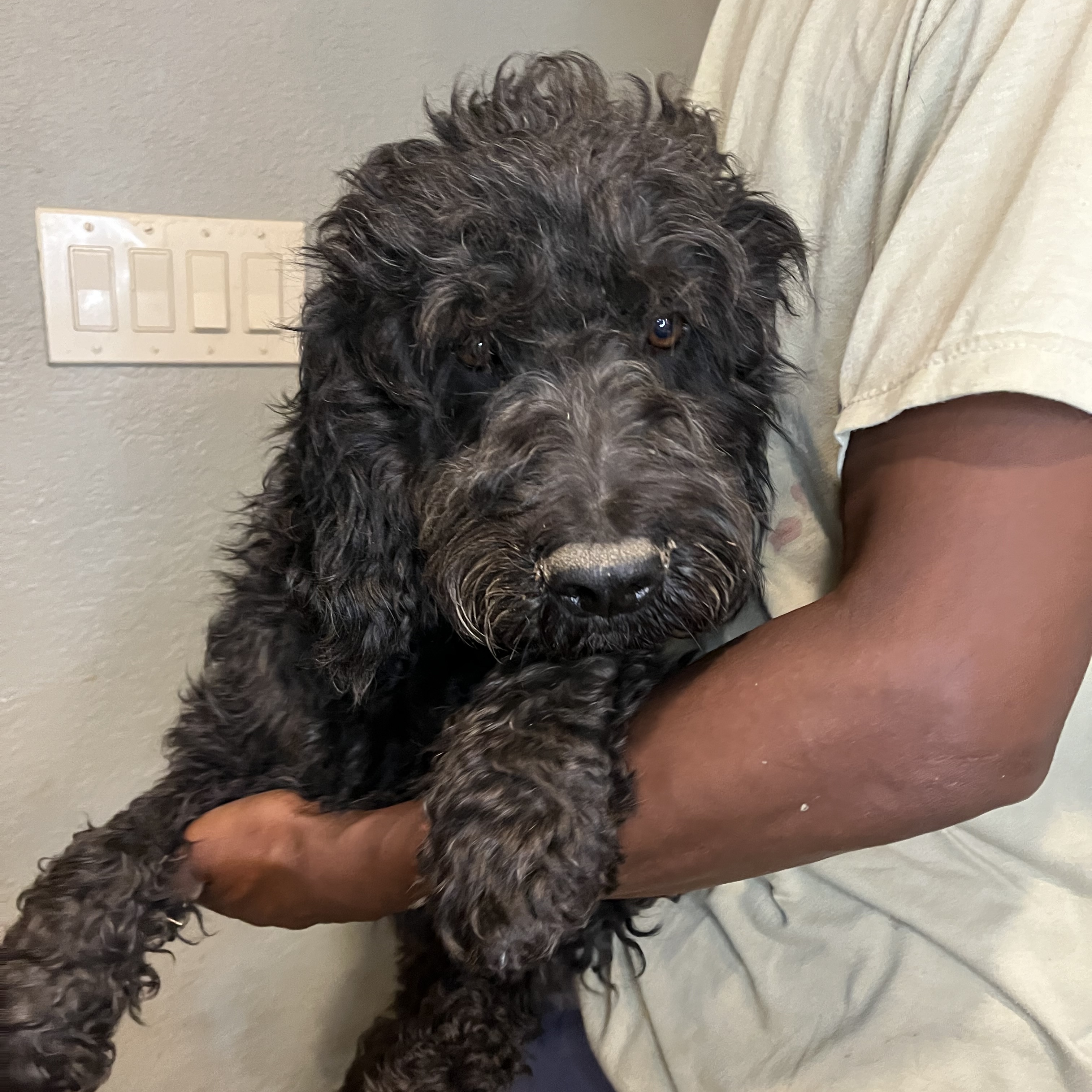 Dog for adoption - Ashford - Local March 28 - 30, a Poodle in Issaquah ...