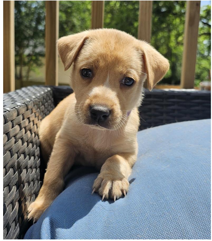 Dog for adoption - Violet, a German Shepherd Dog Mix in Indianapolis ...