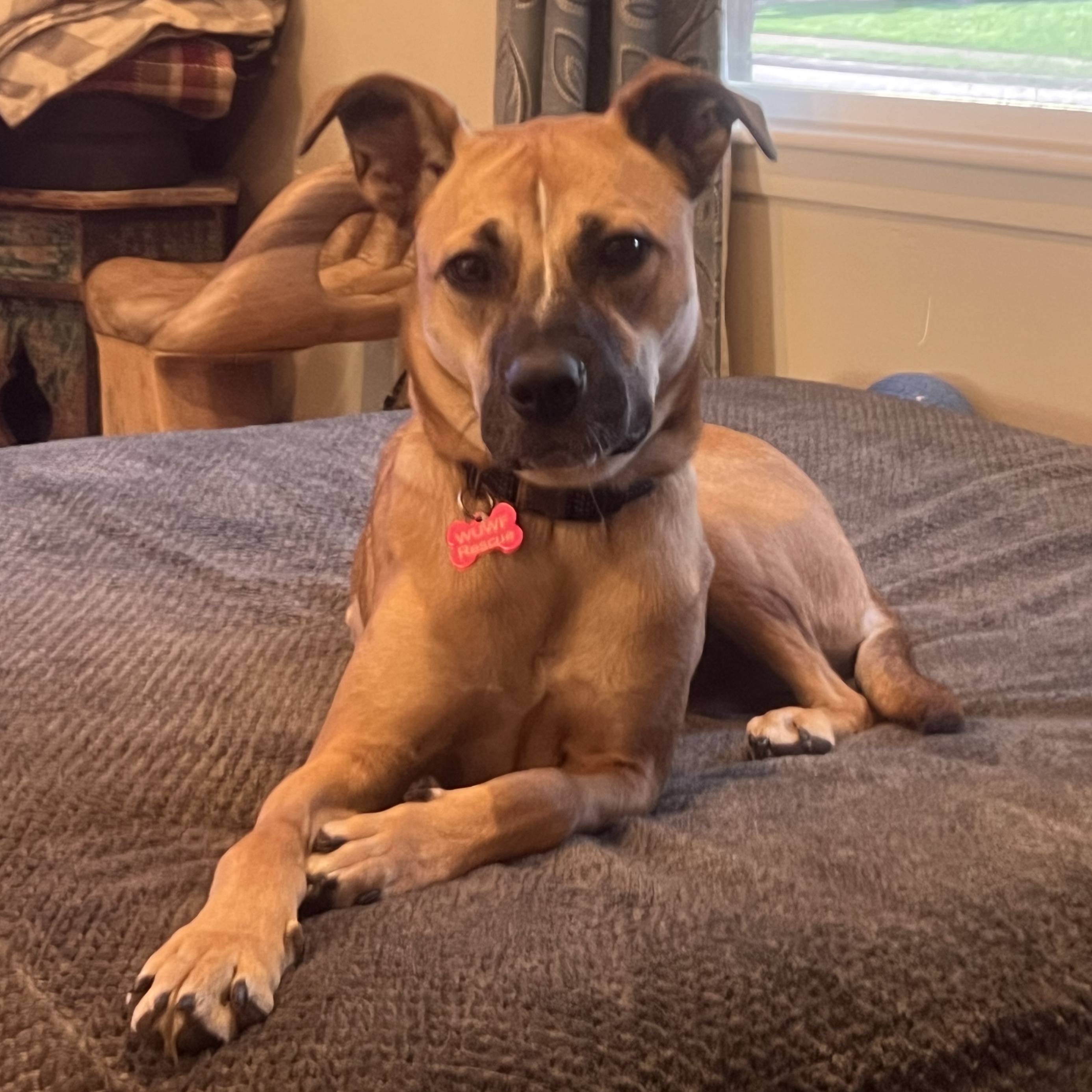 Dog for adoption - Joy, a Black Mouth Cur Mix in Staten Island , NY ...