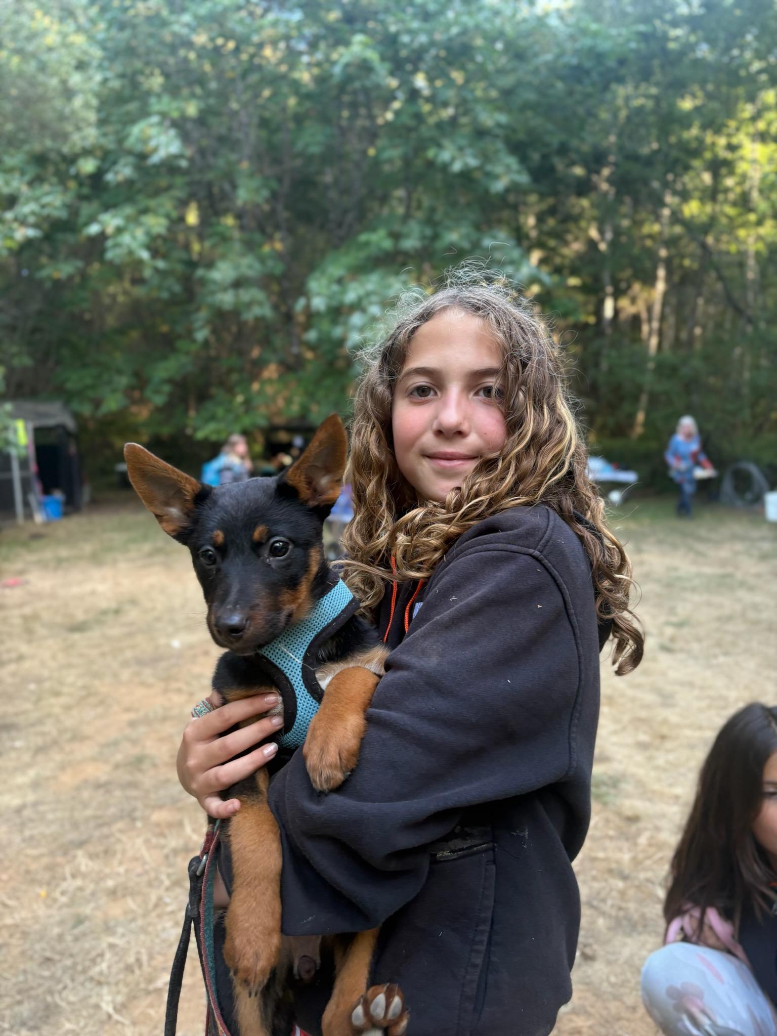 Dog for adoption - Bluey, an Australian Cattle Dog / Blue Heeler ...