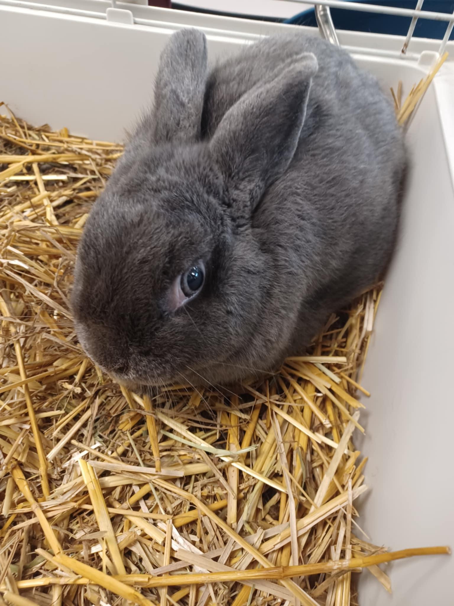 Rabbit for adoption - Bun Bun, a Bunny Rabbit Mix in Berryville, VA ...