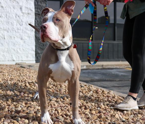 Enzo - Adoptable Pet | Petfinder | Petfinder