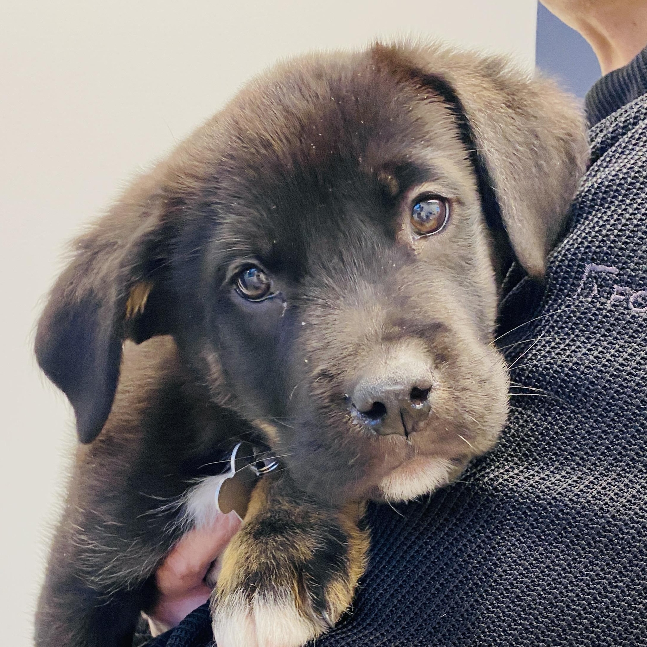 Dog for adoption - Wilson, a Shepherd & Spaniel Mix in Palatine, IL ...