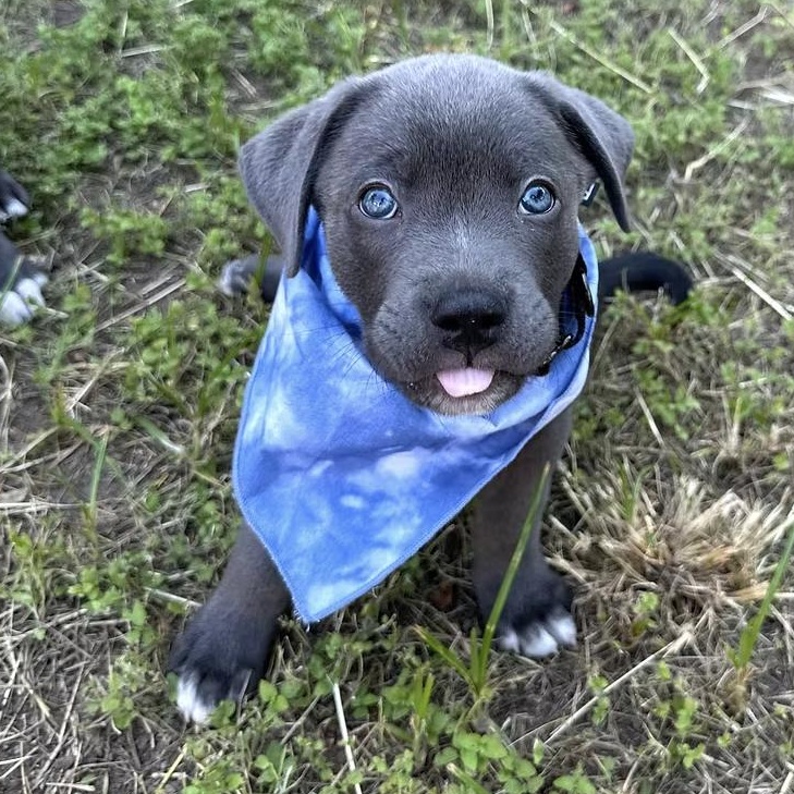 Dog for adoption - Lieutenant Dan, an American Bully & Chow Chow Mix in ...