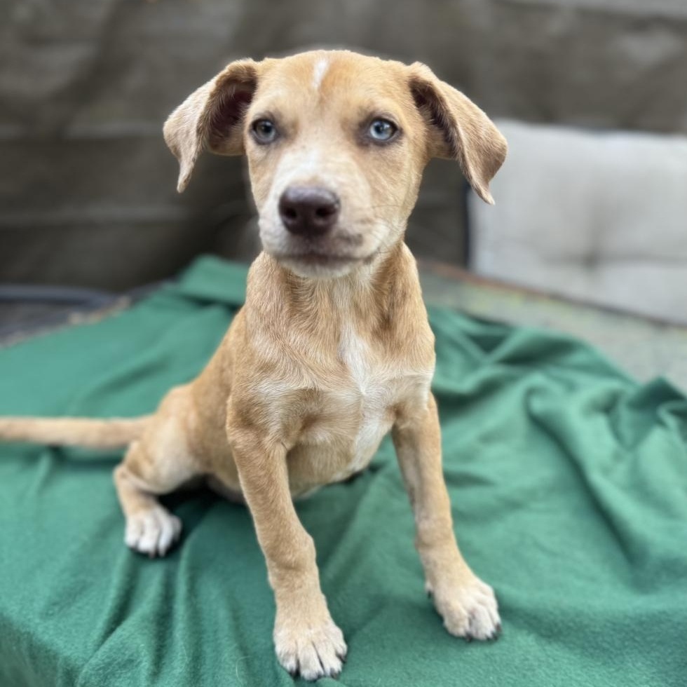 Dog for adoption - Adley (blue eye & green eye), a Catahoula Leopard ...