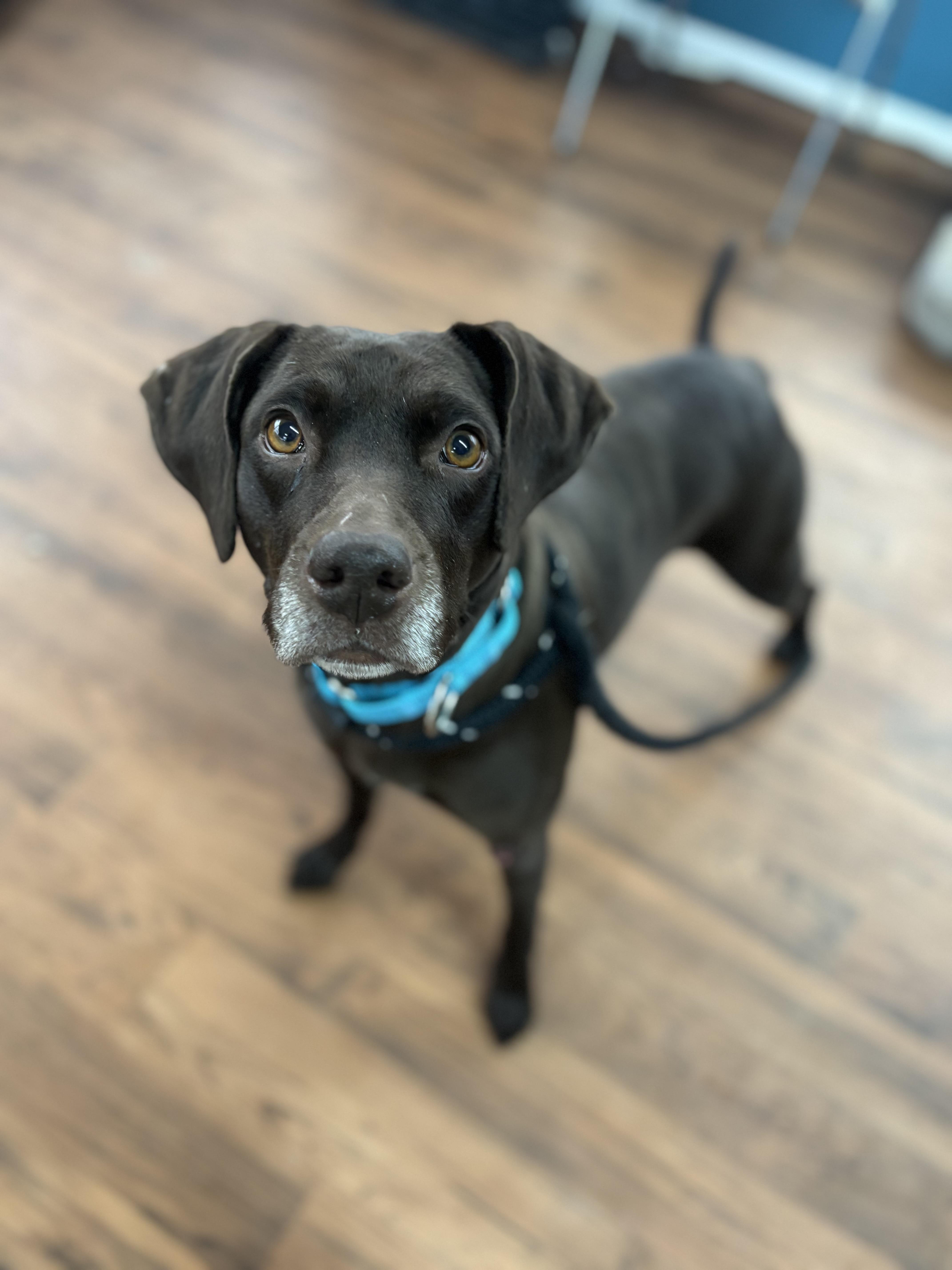 Dog for adoption - Stella, a Labrador Retriever Mix in Jamesville, NY ...