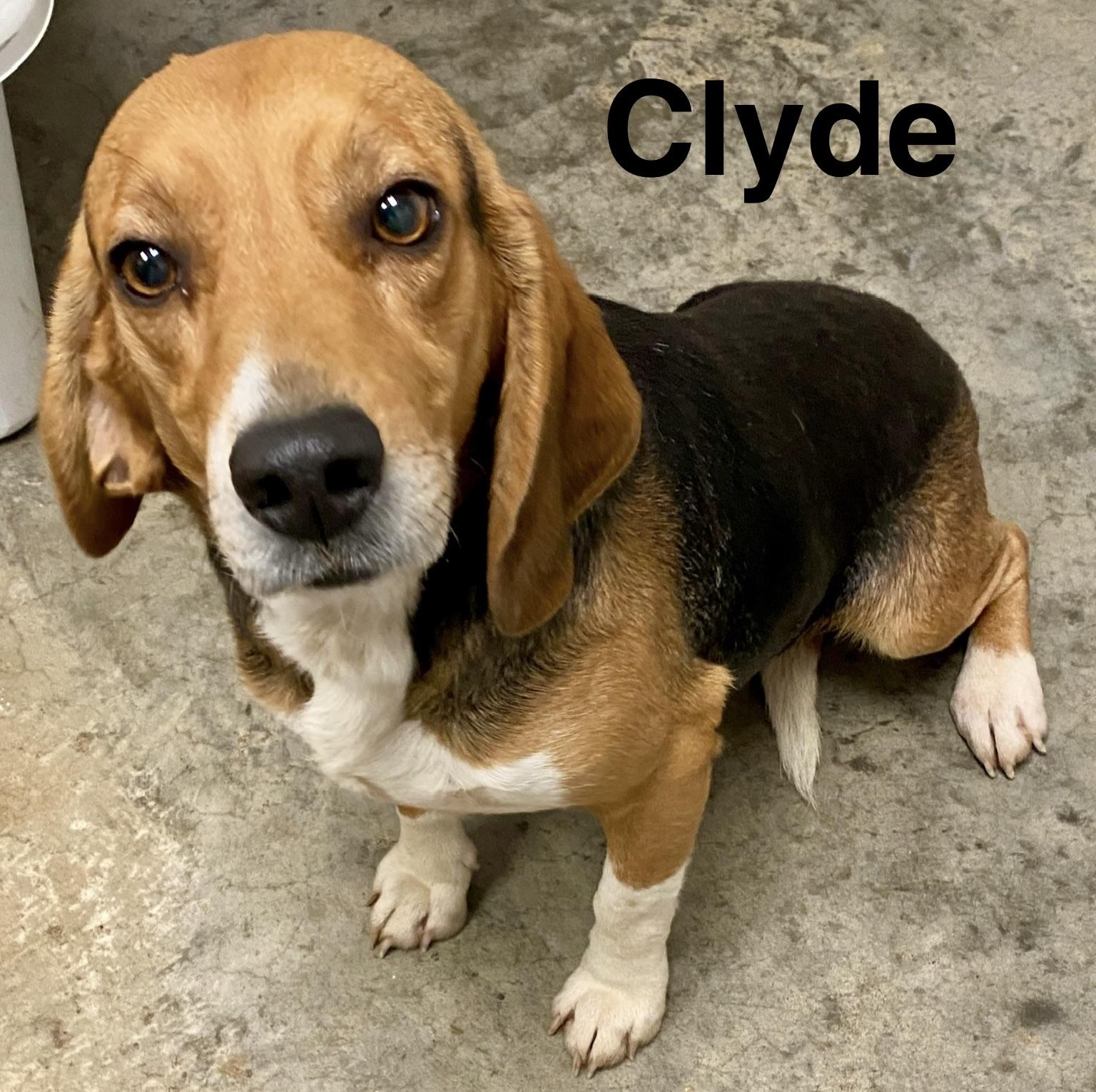 Dog for adoption - Clyde, a Beagle in Pomeroy, OH | Petfinder