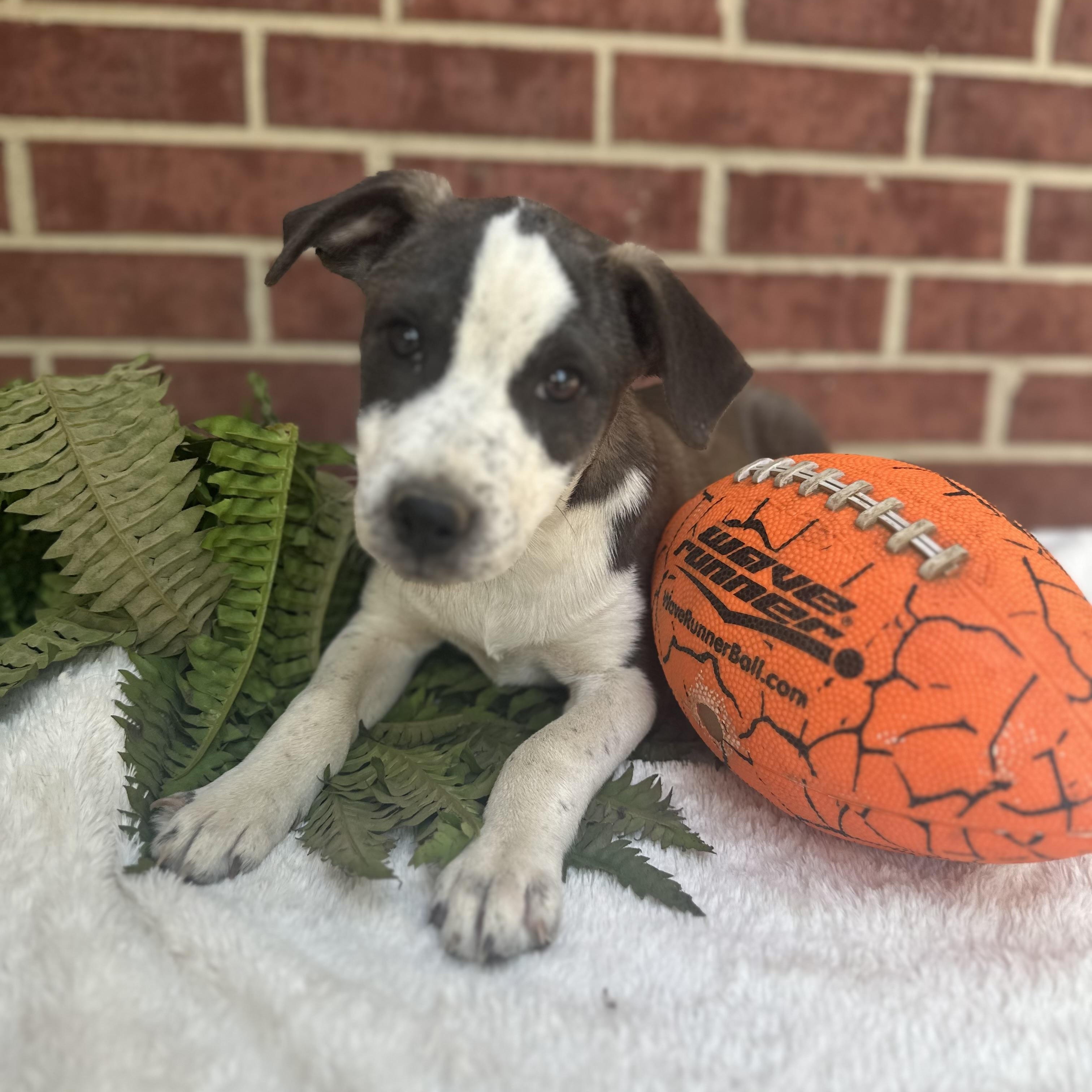 Dog for adoption - Hank, a Beagle & Jack Russell Terrier Mix in ...