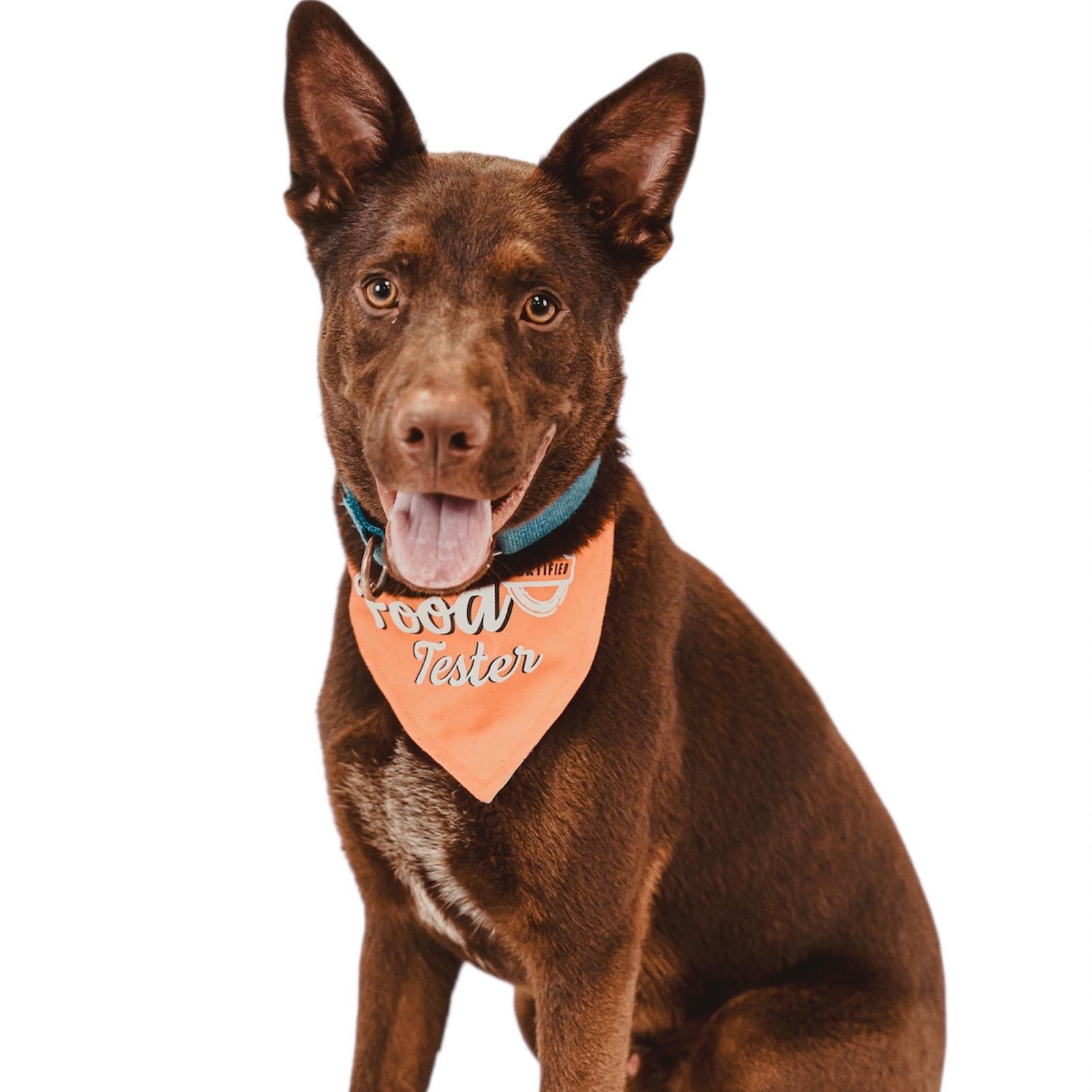 Dog for adoption - Hershey, a Shepherd Mix in Albany, NY | Petfinder