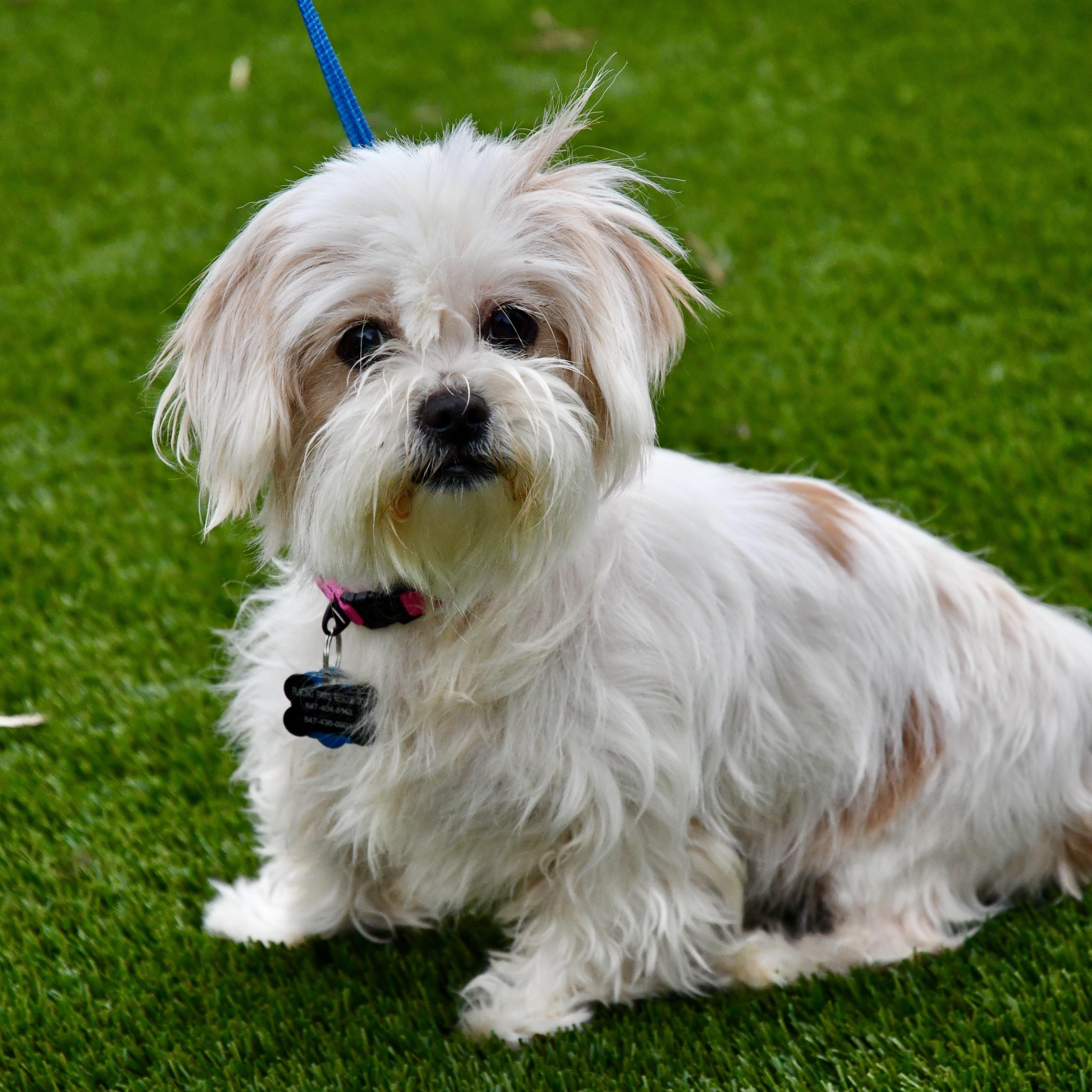 Dog for adoption - Leah, a Shih Tzu Mix in Libertyville, IL | Petfinder