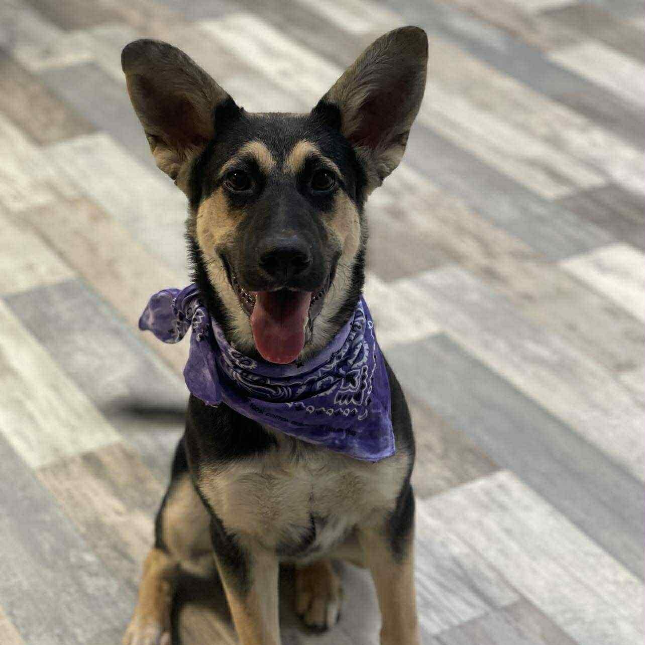 Dog for adoption - CHARLENE GS, a German Shepherd Dog in Clive, IA ...