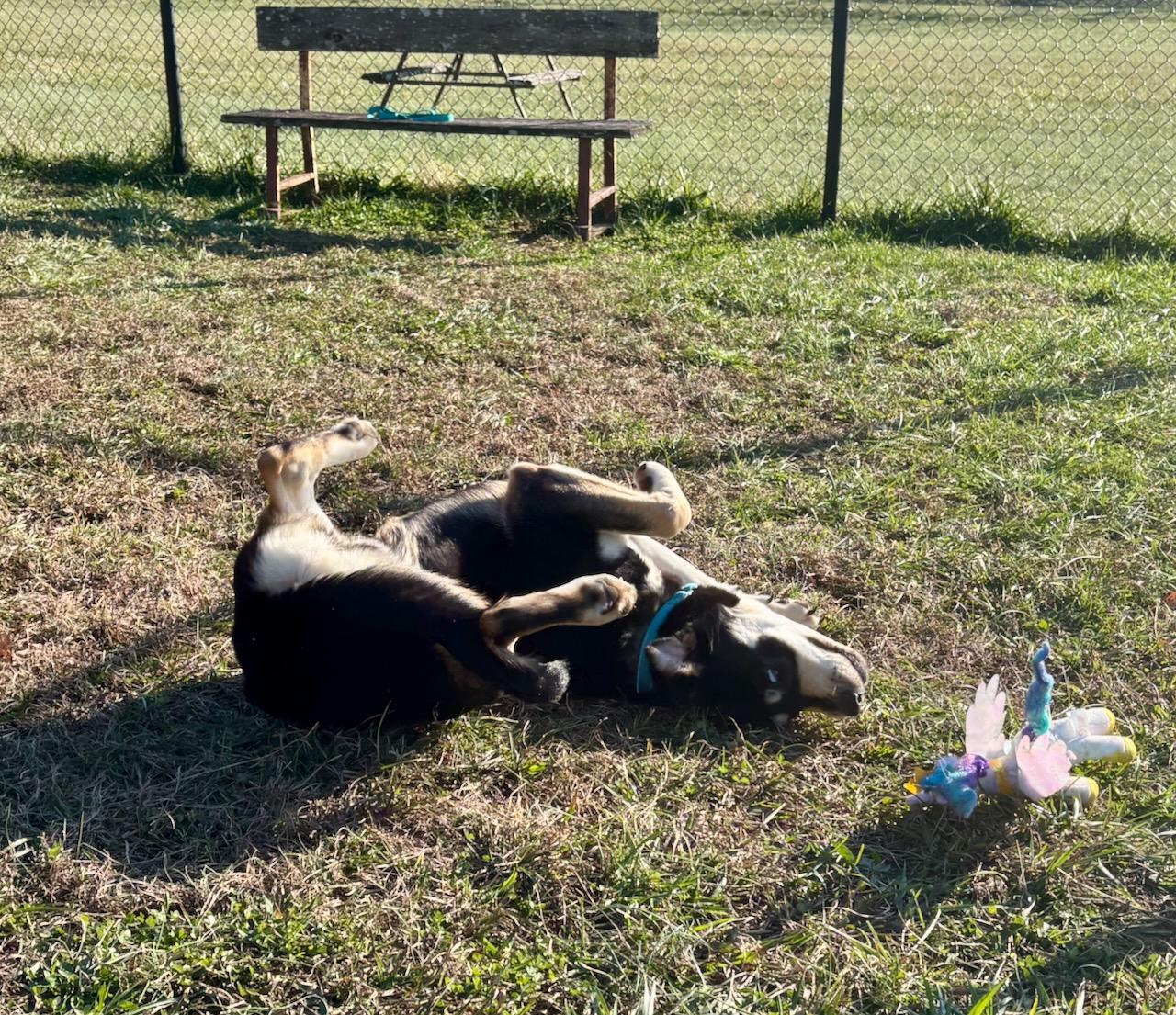 Waylon - Adoptable Pet | Petfinder | Petfinder