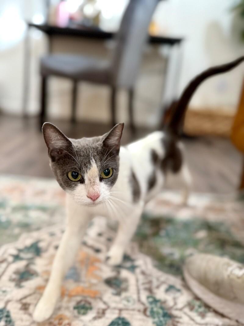 Cat for adoption - Cheddar Cheese, a Tabby Mix in Montreal, QC | Petfinder