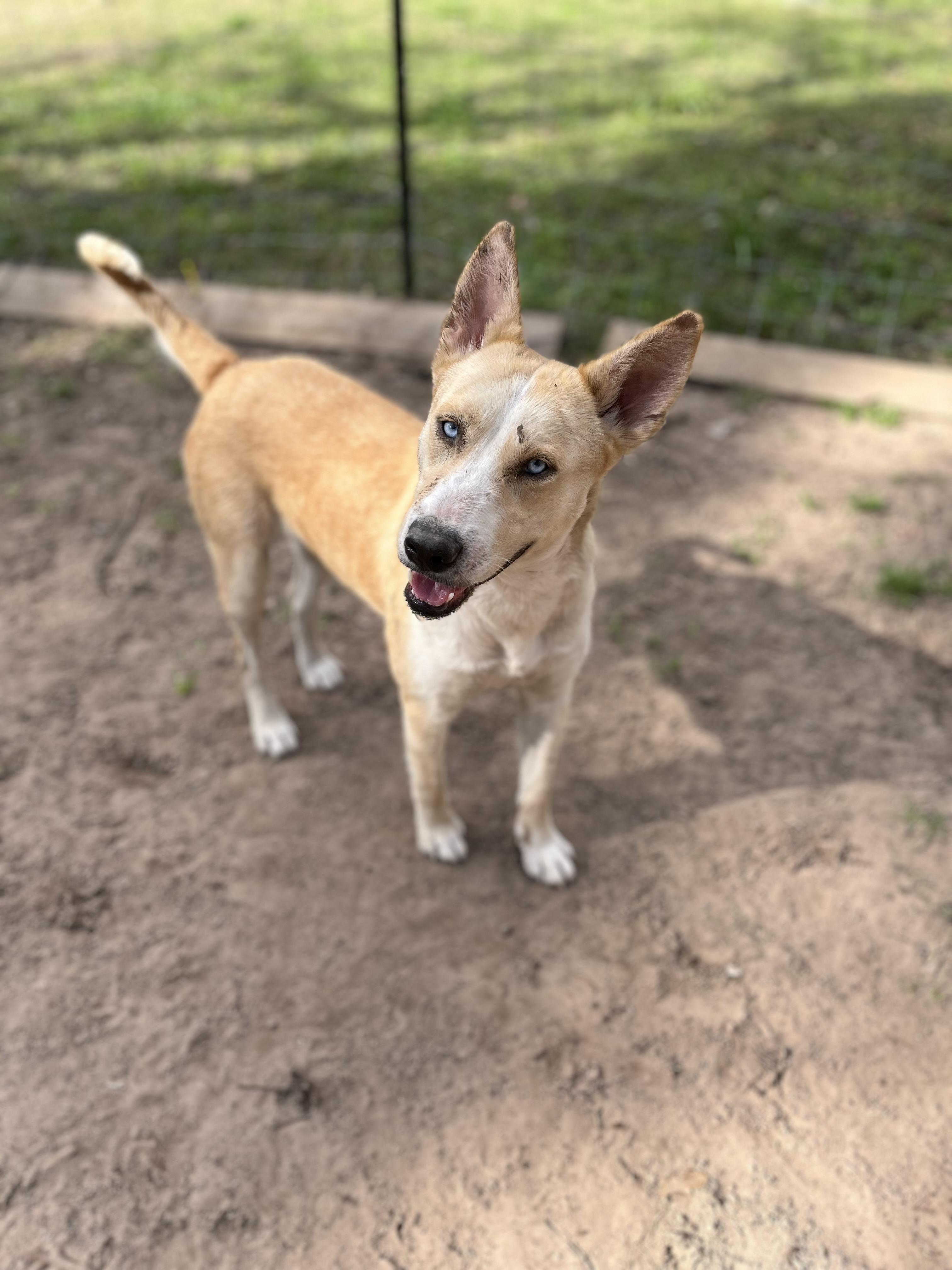 Dog for adoption - Maggie, a Labrador Retriever & Husky Mix in Magnolia ...