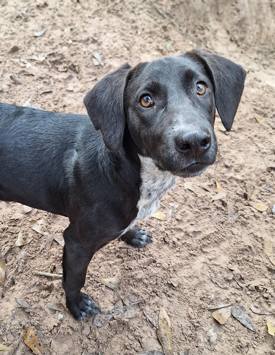 Dog for adoption - Meela, a Labrador Retriever & Beagle Mix in Madison ...