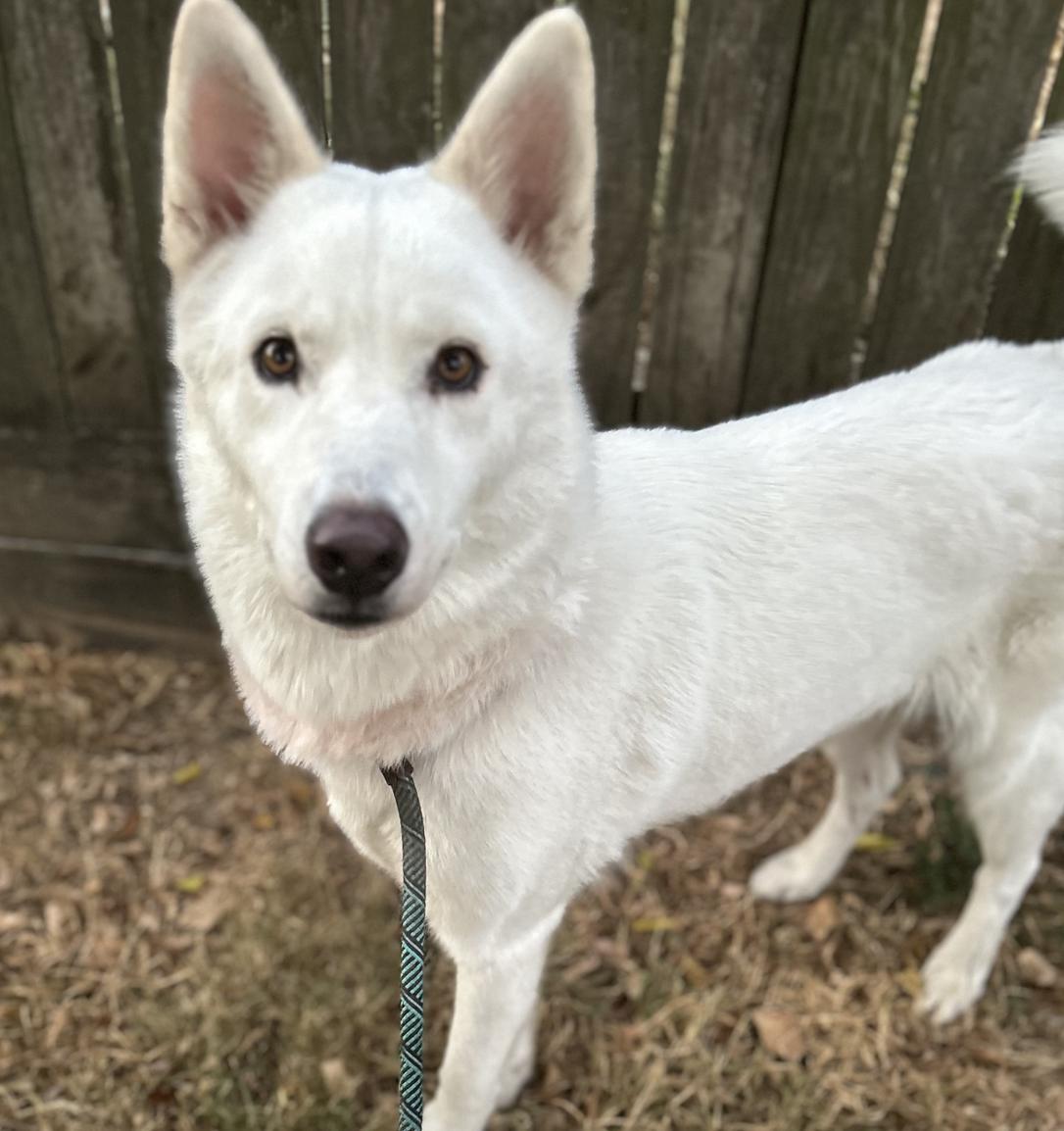 Dog for adoption - Sitka Rose, a German Shepherd Dog in East Syracuse ...