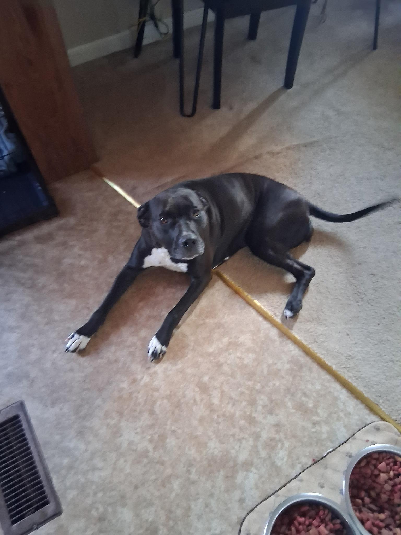 Dog for adoption - Luna, Tri pawed! *Courtesy Post*, a Mixed Breed in ...